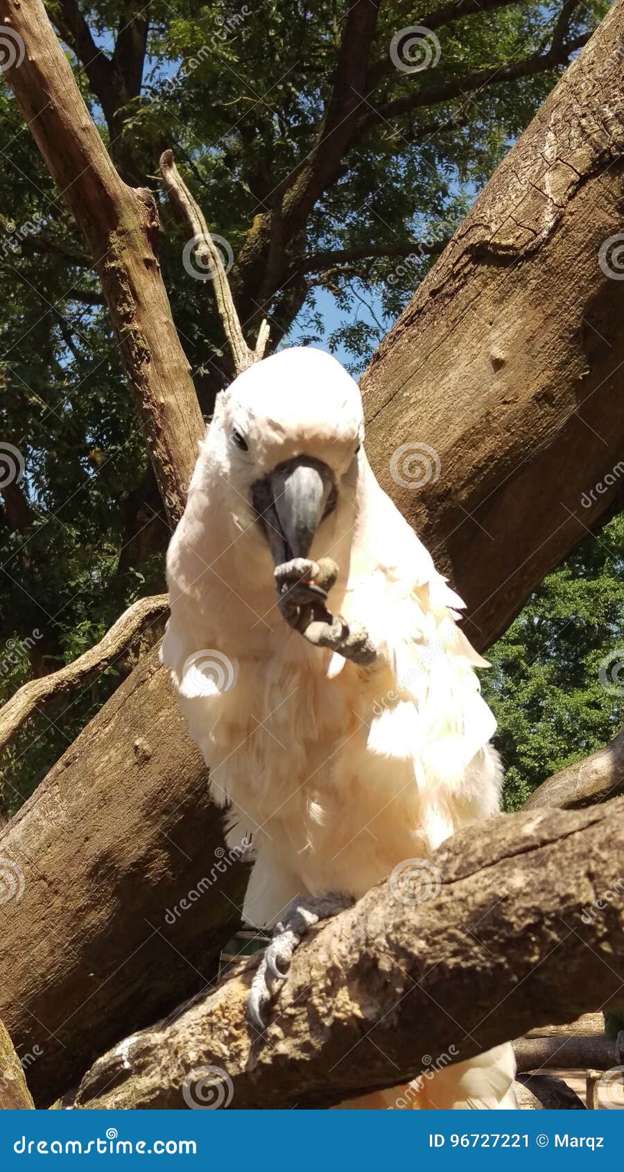 Big White Parrot Sitting on a Tree Branch Stock Image - Image of live ...