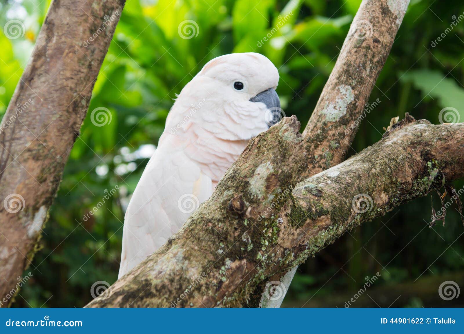 Big White Parrot on a Tree Branch Stock Photo - Image of light, leaf ...