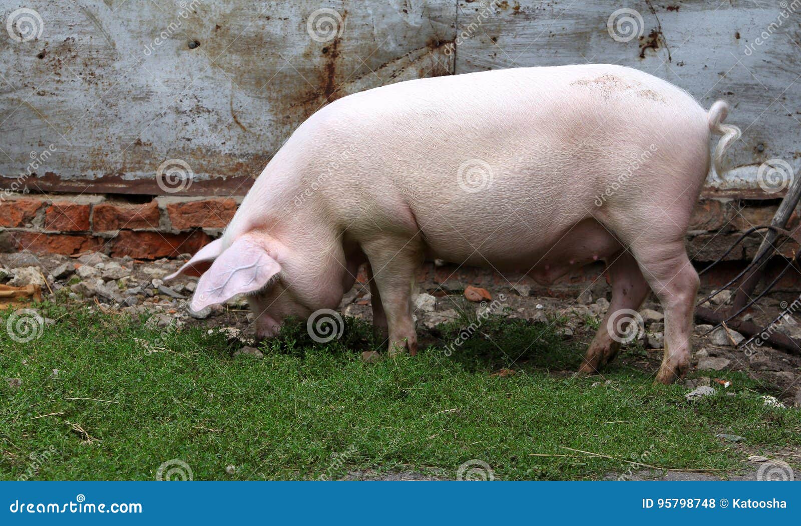 Big White Pig Digging the Ground in the Barnyard Stock Photo - Image of ...