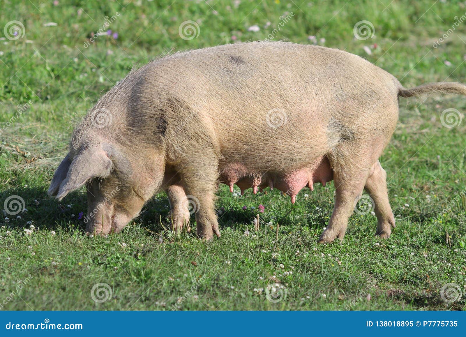 Big white pig stock image. Image of white, duroc, ruminant - 138018895