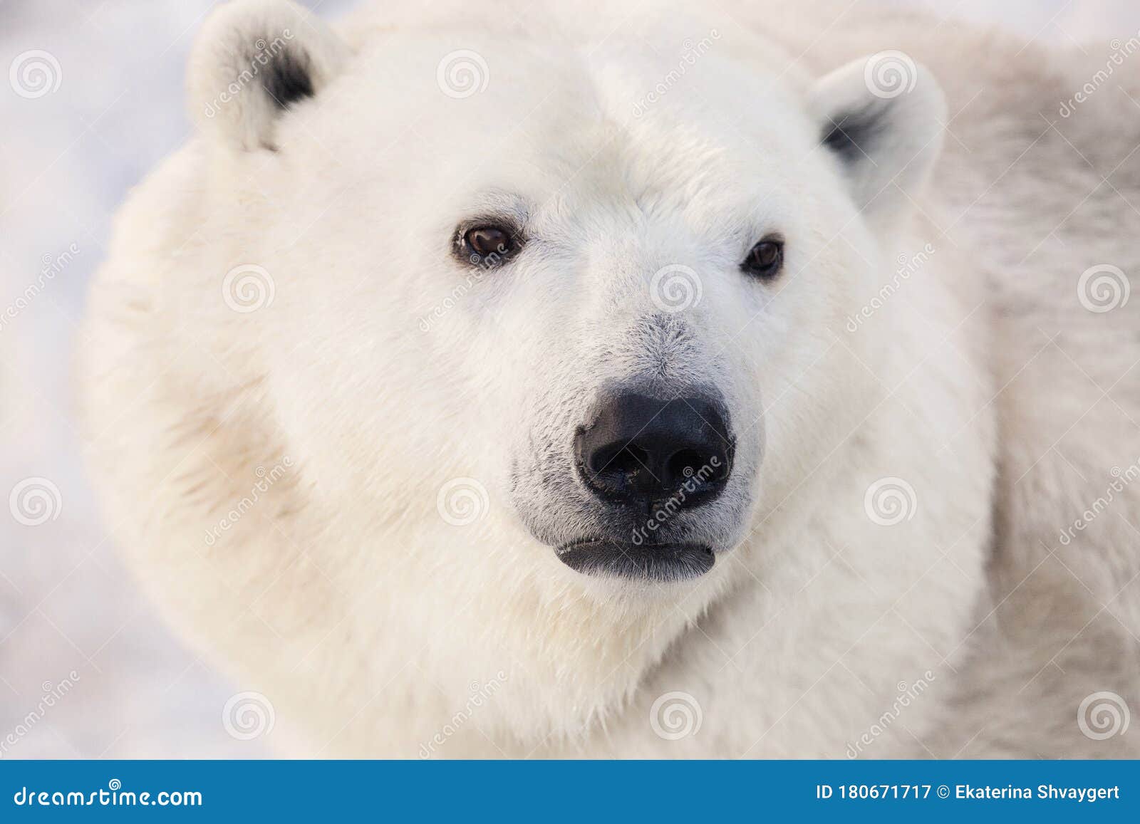 Polar bear`s muzzle stock image. Image of nature, closeup - 180671717