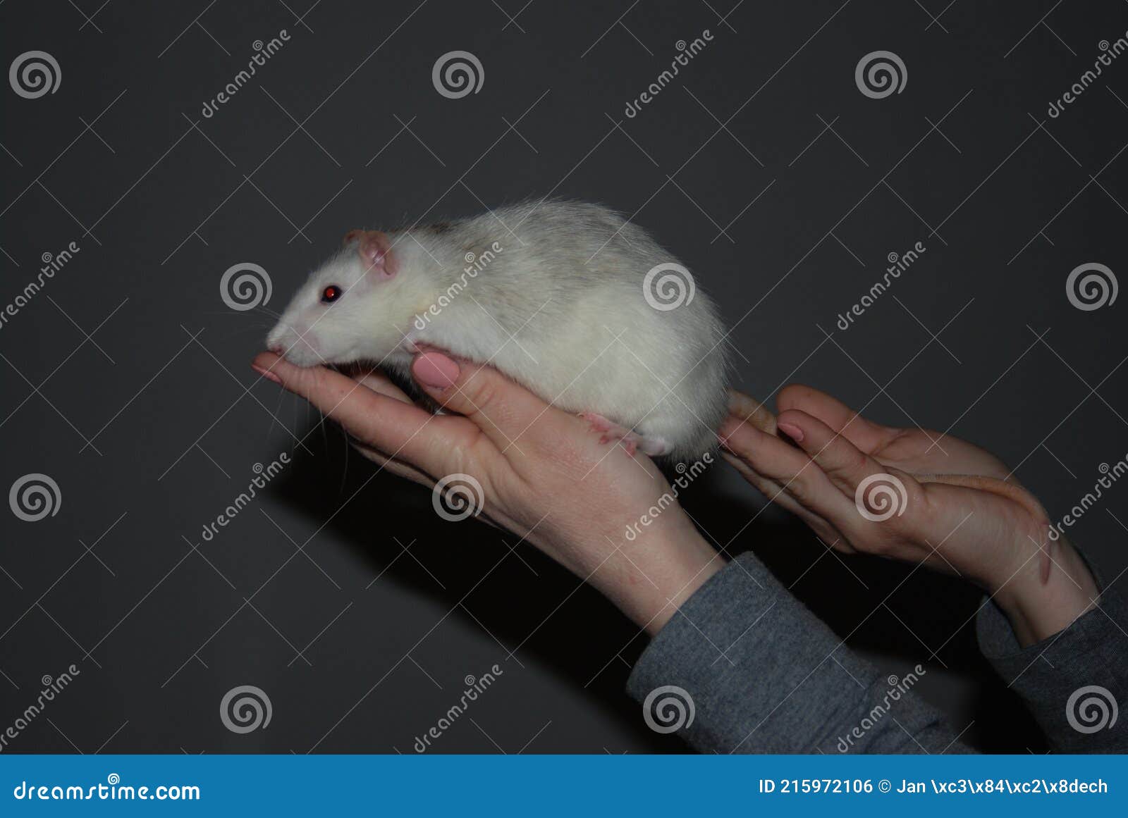 Big white rat stock photo. Image of animal, beak, mammal - 215972106