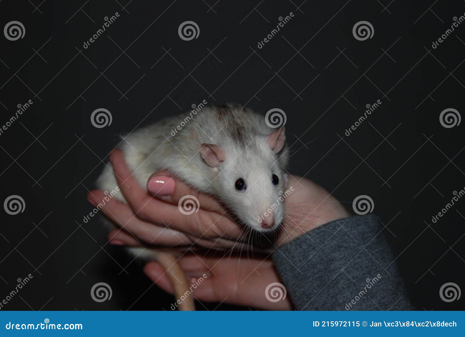 Big white rat stock image. Image of white, kitten, mouse - 215972115