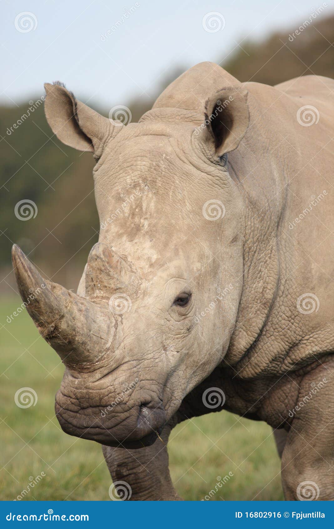 Big white rhino stock photo. Image of plains, rhino, mammal - 16802916