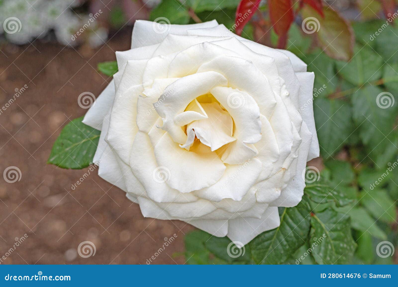 Big white rose stock photo. Image of botanical, gift - 280614676