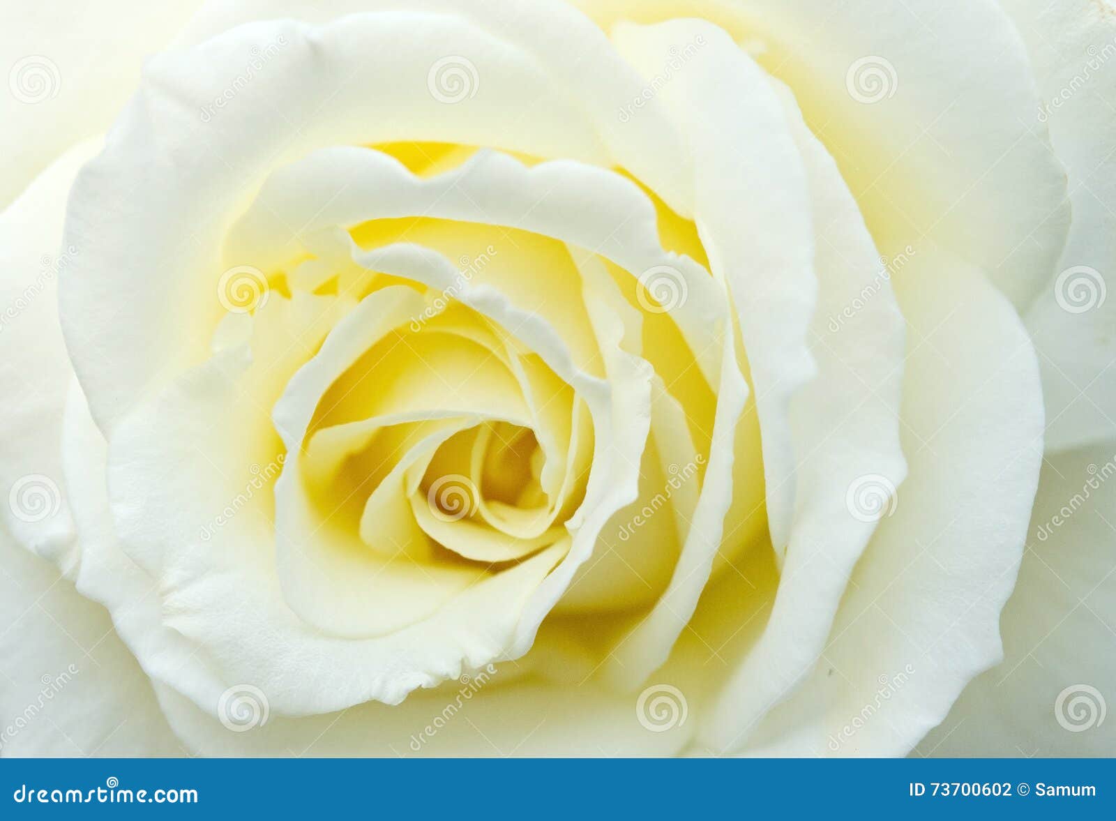 Big white rose stock photo. Image of flower, open, bouquet - 73700602