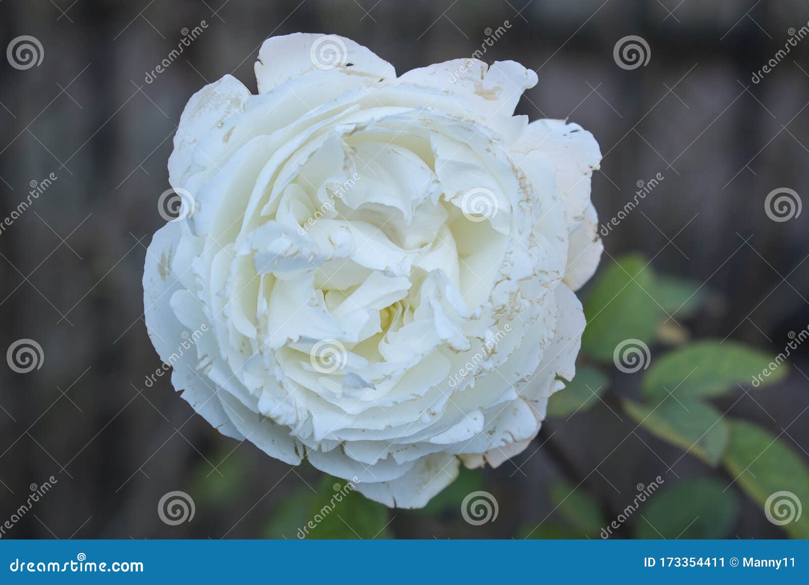 BIG WHITE ROSE CLOSE UP stock image. Image of caught - 173354411