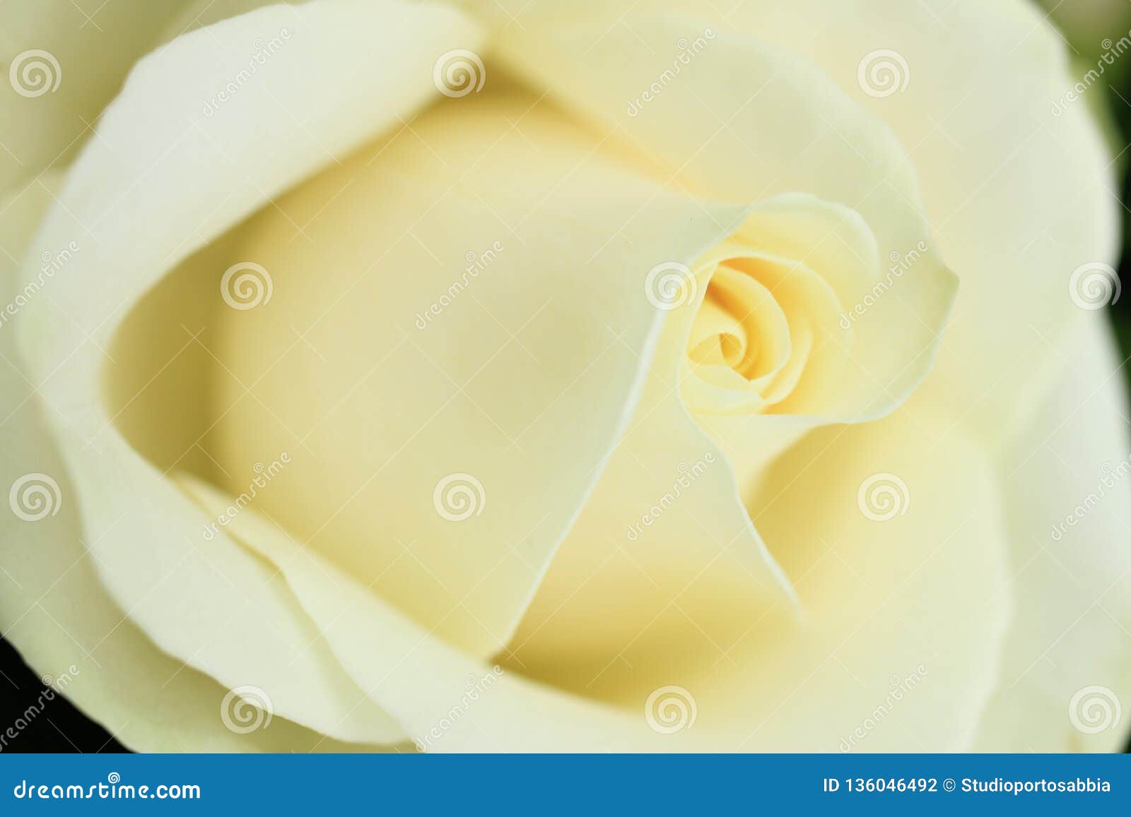 Big white rose stock photo. Image of bouquet, flowers - 136046492