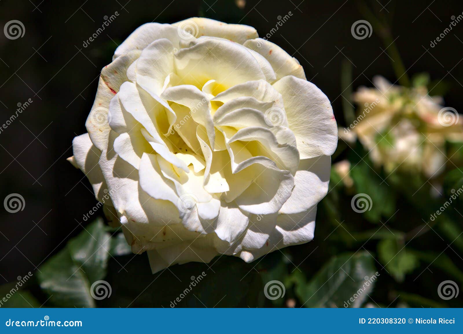 Big White Roses in Bloom Seen Up Close Stock Photo - Image of flow ...