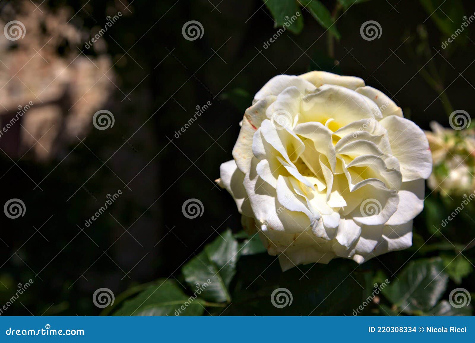 Big White Roses in Bloom Seen Up Close Stock Photo - Image of garden ...