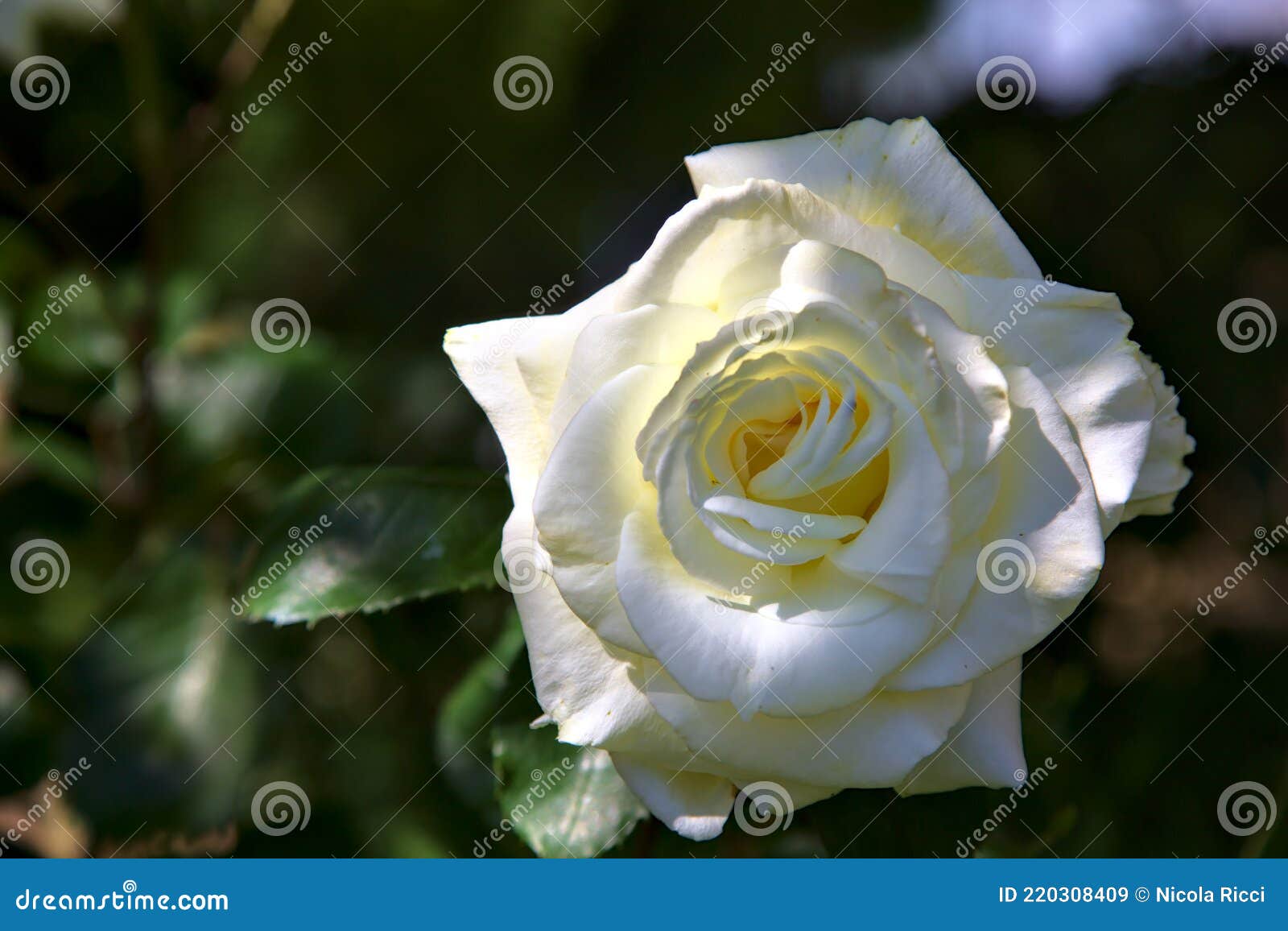 Big White Roses in Bloom Seen Up Close Stock Image - Image of garden ...