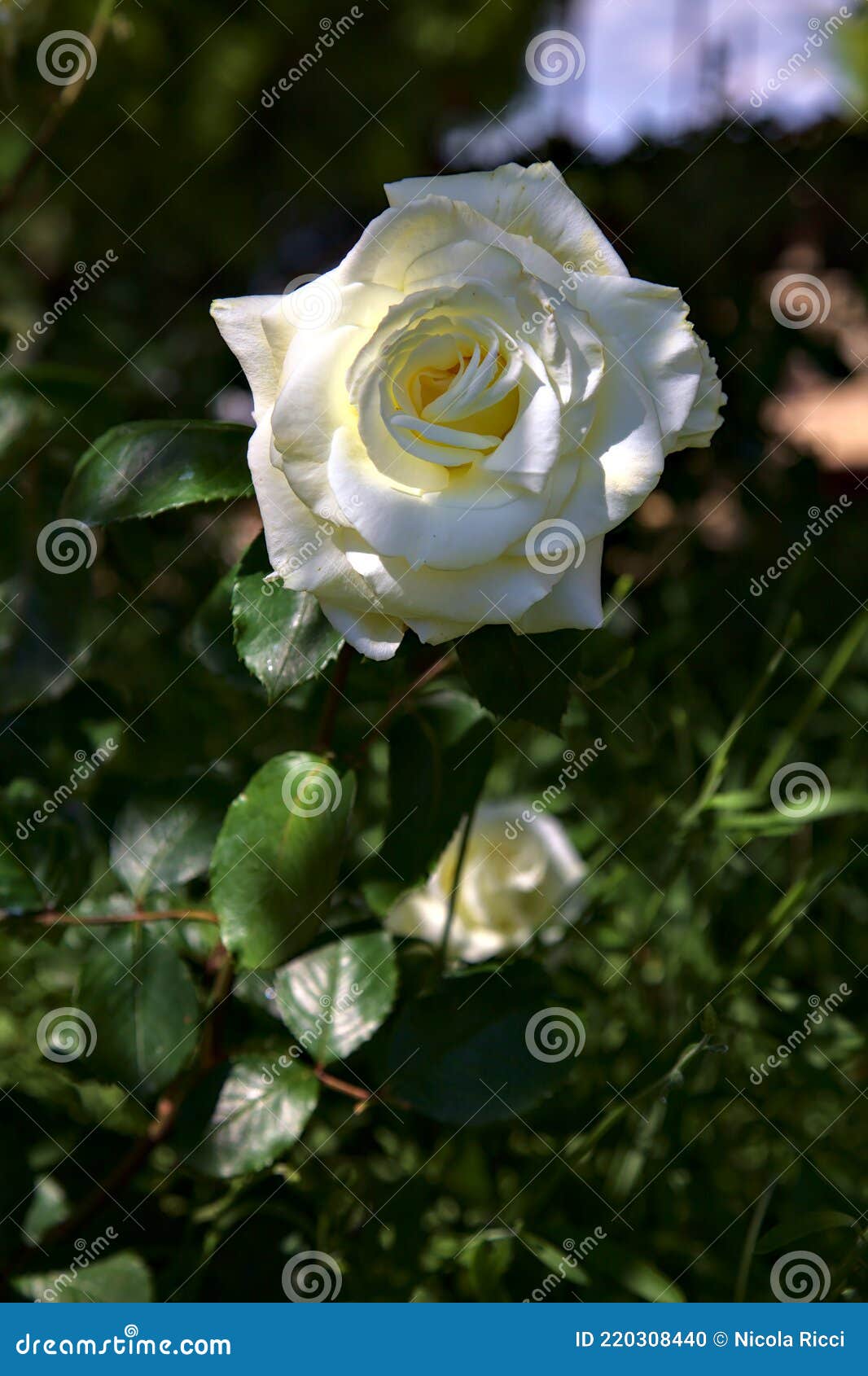 Big White Roses in Bloom Seen Up Close Stock Photo - Image of colours ...