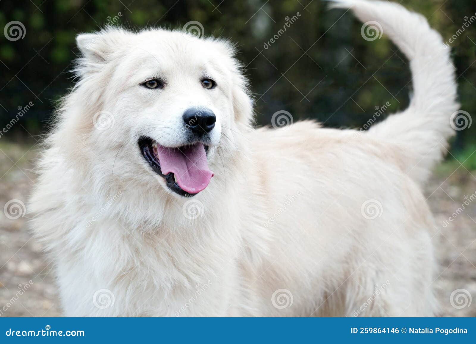 Big White Fluffy Samoyed Dog Stock Photo - Image of canine, friend ...