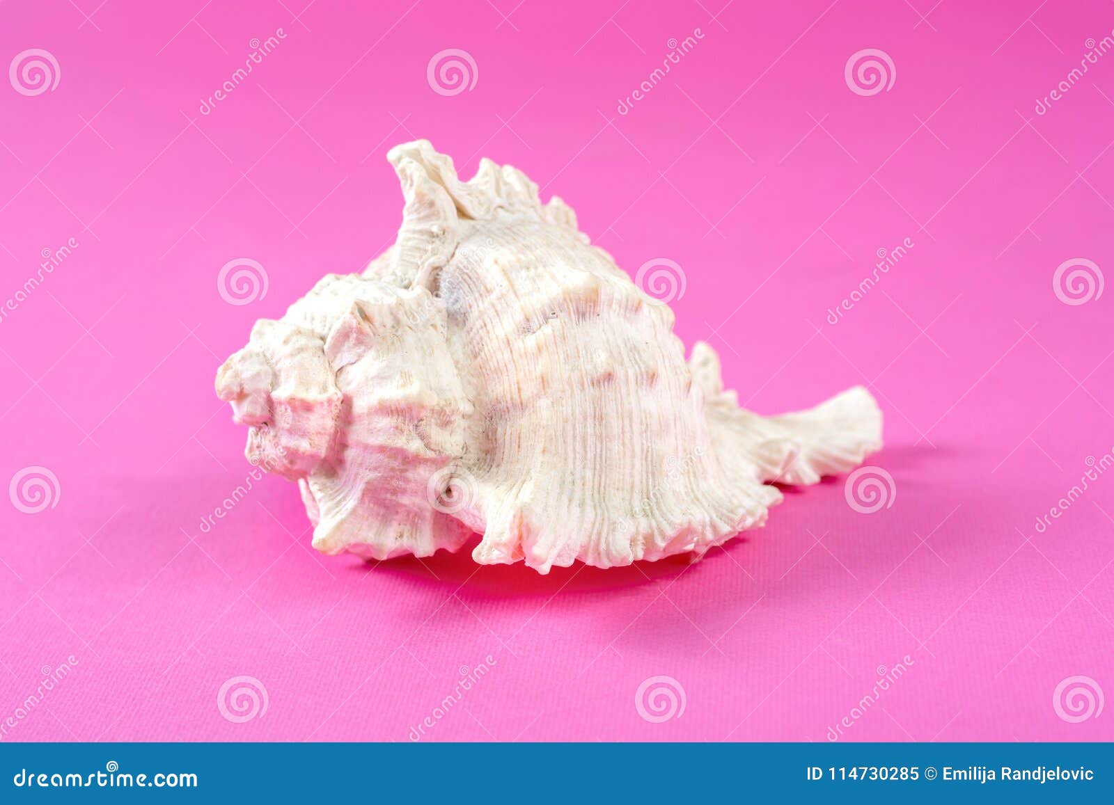 Big White Sea Shell on Pink Background Stock Image - Image of close ...