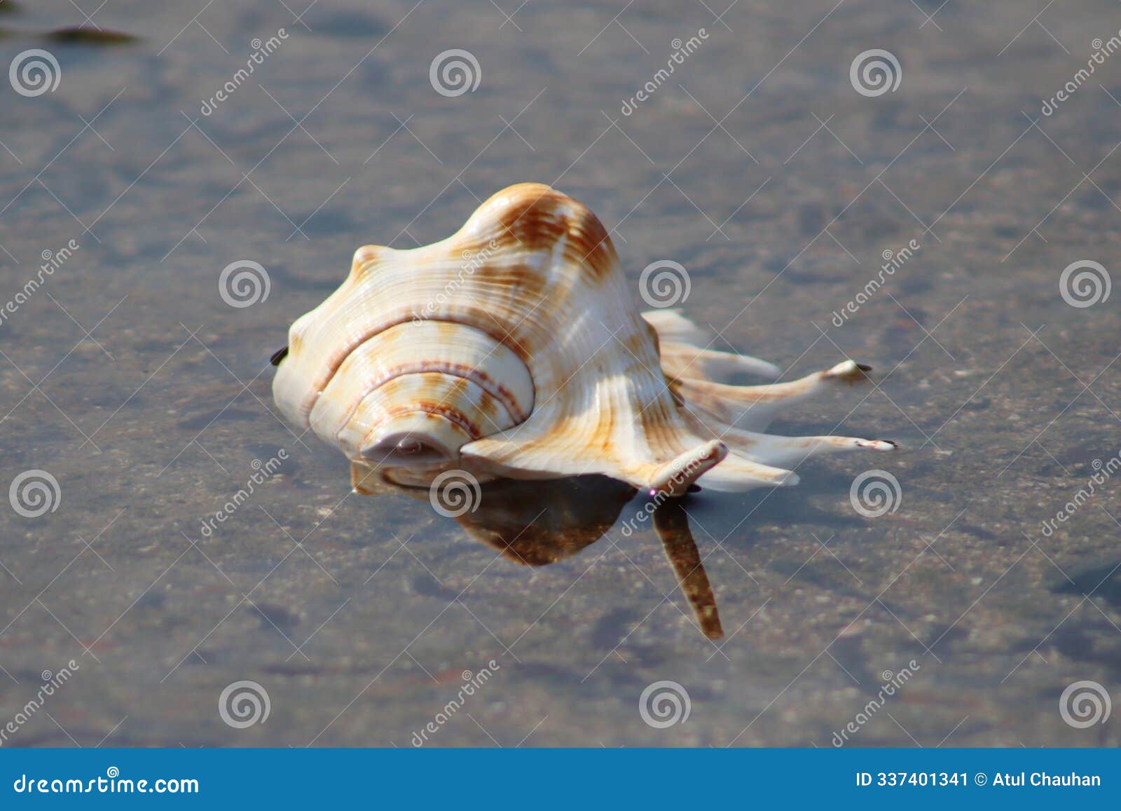 Big White Seashell on the Beach Water Stock Image - Image of pebble ...