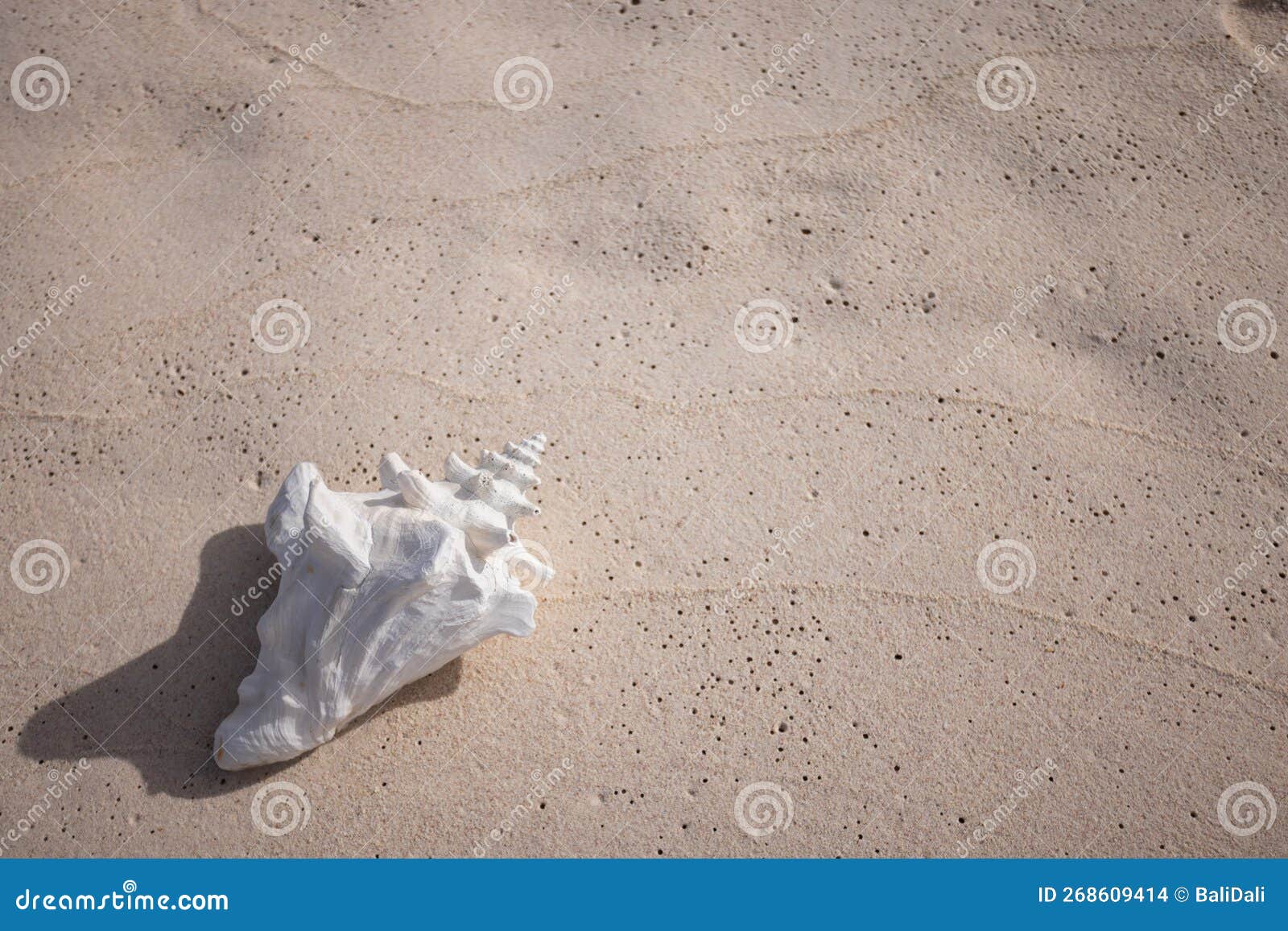 Big White Seashell on the Sandy Beach. Closeup. Summer Holidays Concept ...