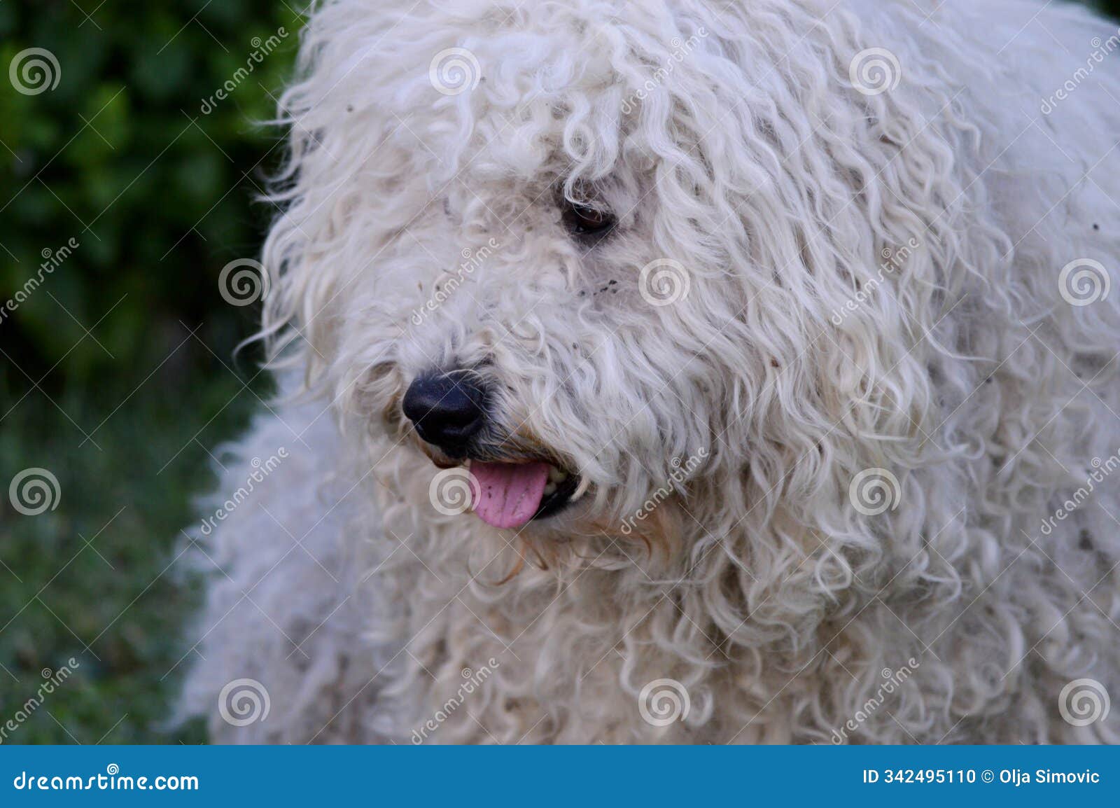 Big white shaggy dog stock photo. Image of carnivore - 342495110