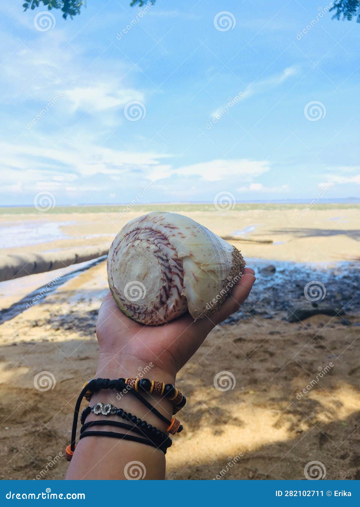 A big white shell stock image. Image of shell, bracelets - 282102711