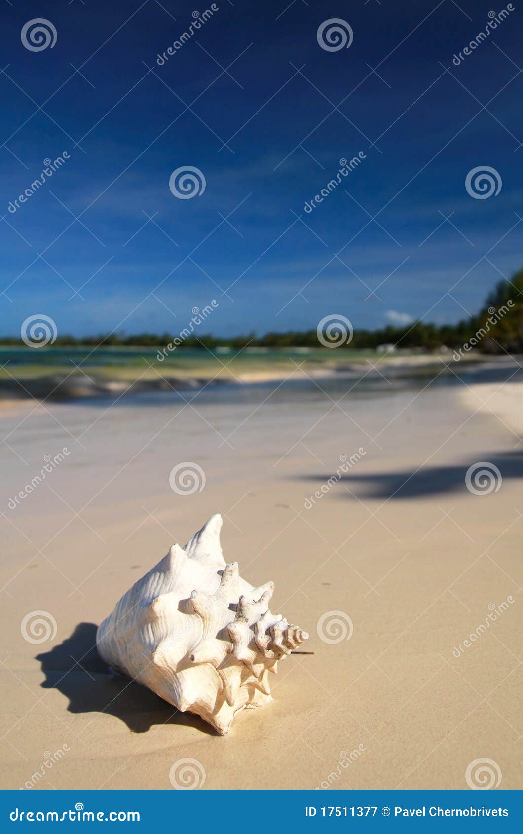 Big white shell on a sand stock image. Image of seashell - 17511377