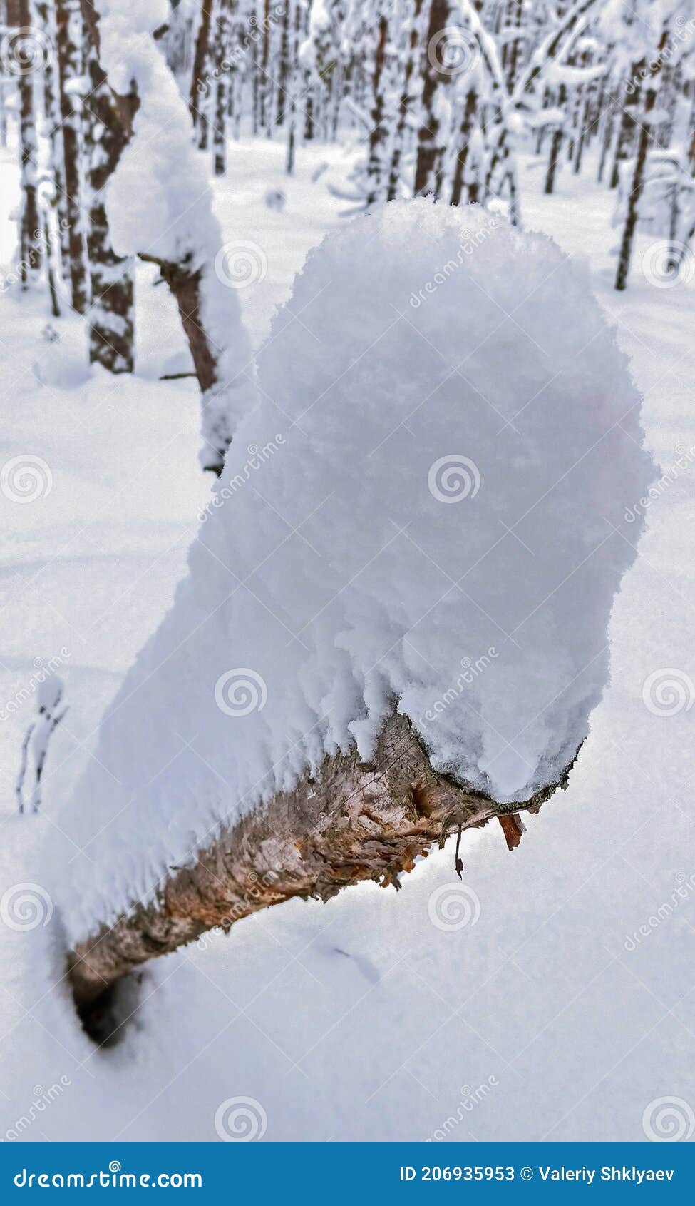 Big Snow Cap on a Tree in a Snowdrift in a Winter Forest in a Snowfall ...