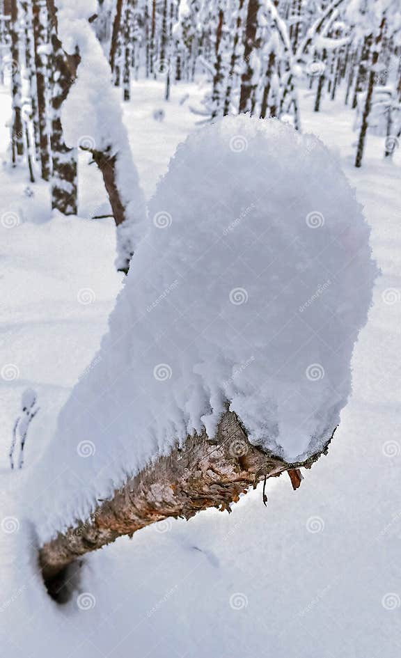 Big Snow Cap on a Tree in a Snowdrift in a Winter Forest in a Snowfall ...
