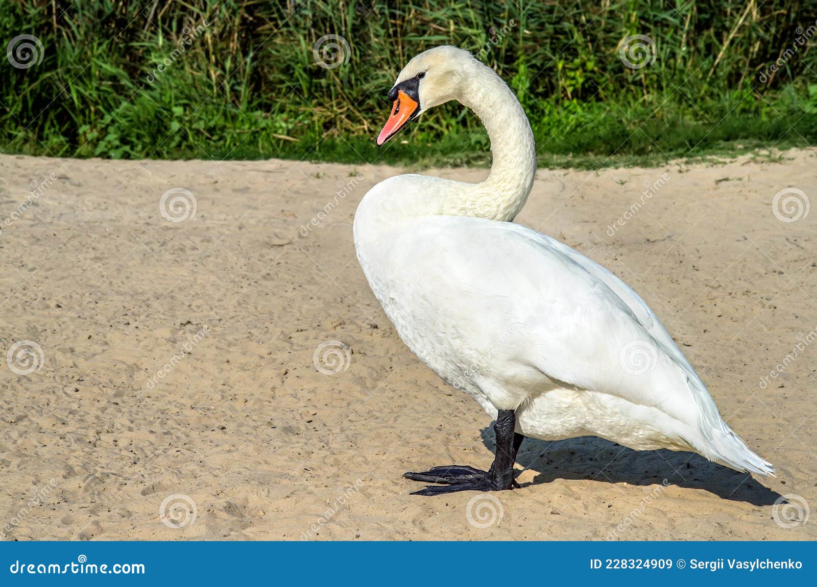 Big white swan close-up. stock image. Image of peaceful - 228324909