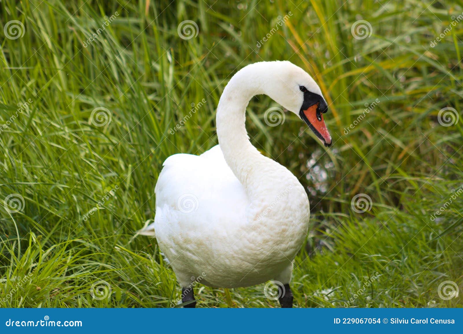 Big White Swan Walking on Grass Closeup View of it Stock Photo - Image ...