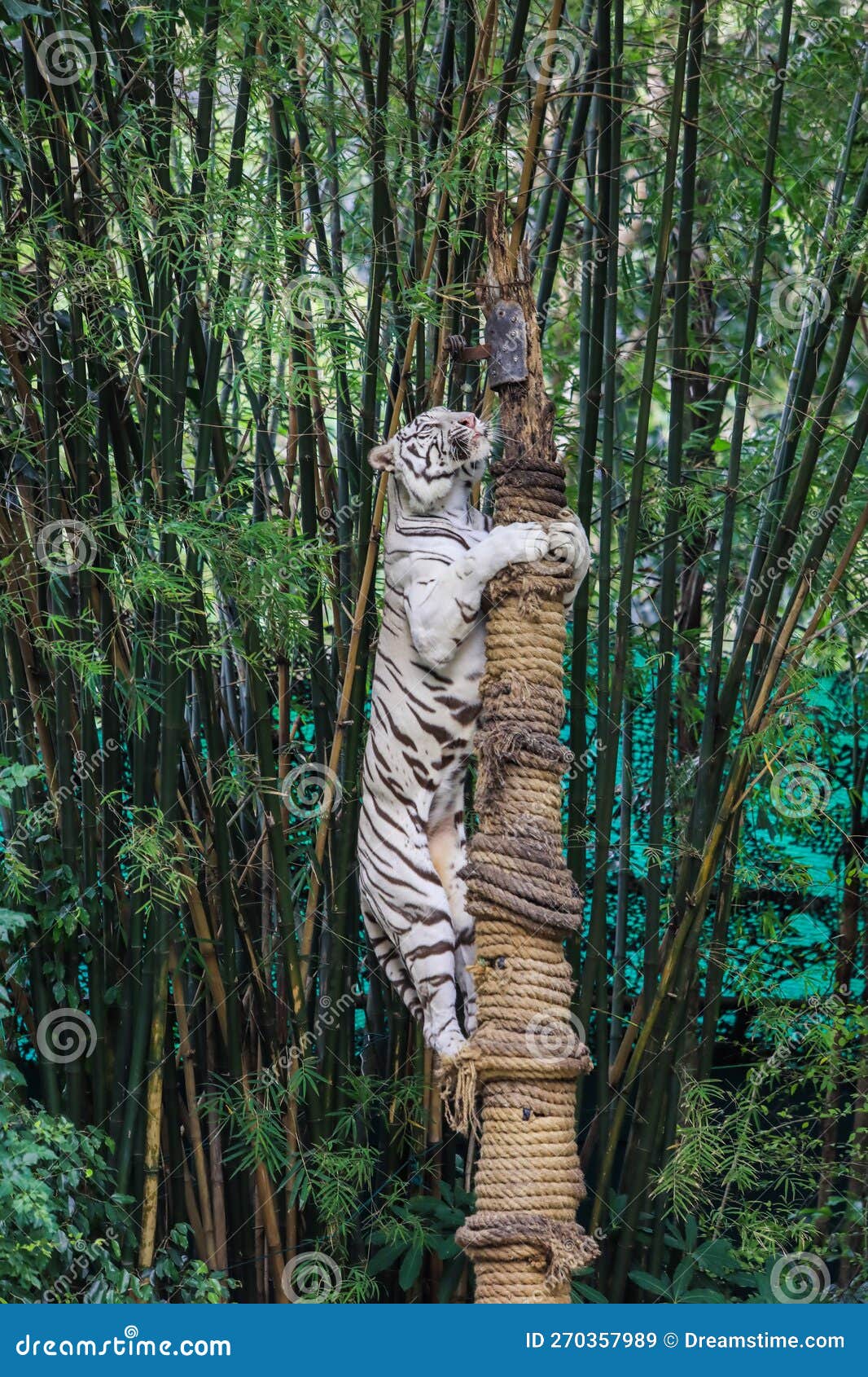 Big White Tiger Climbing on the Tree Stock Image - Image of head ...
