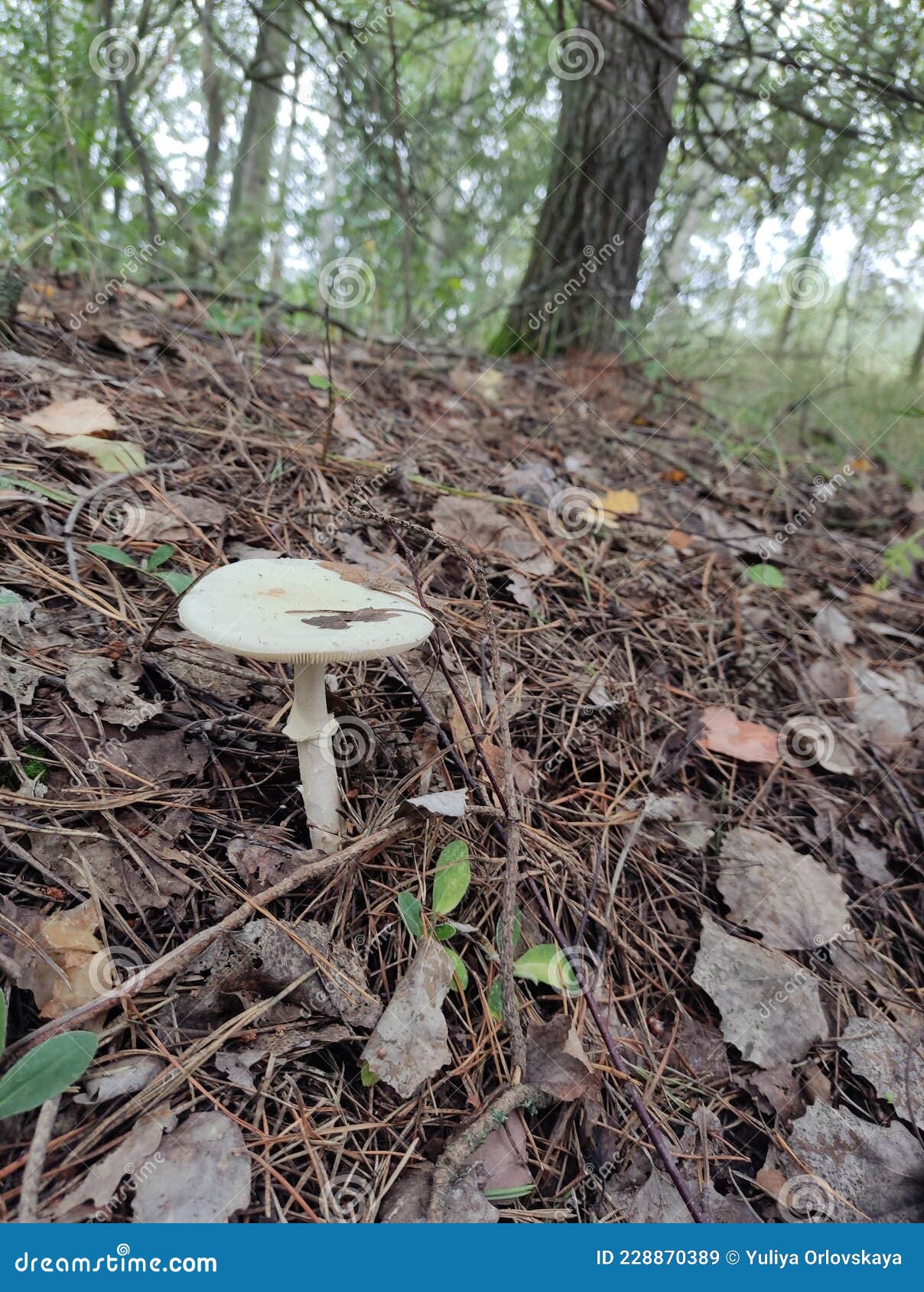 White Toadstool in Autumn Forest Stock Image - Image of plant, autumn ...