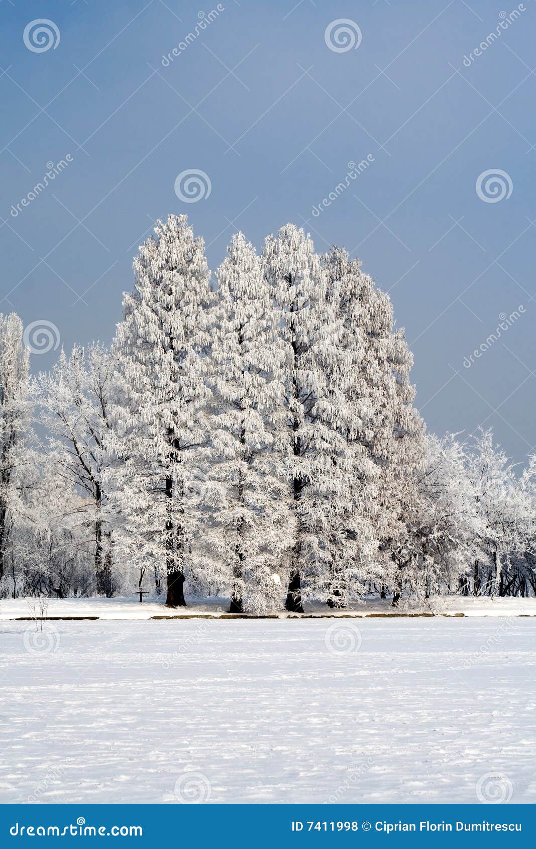 Big white trees stock photo. Image of park, natural, holiday - 7411998