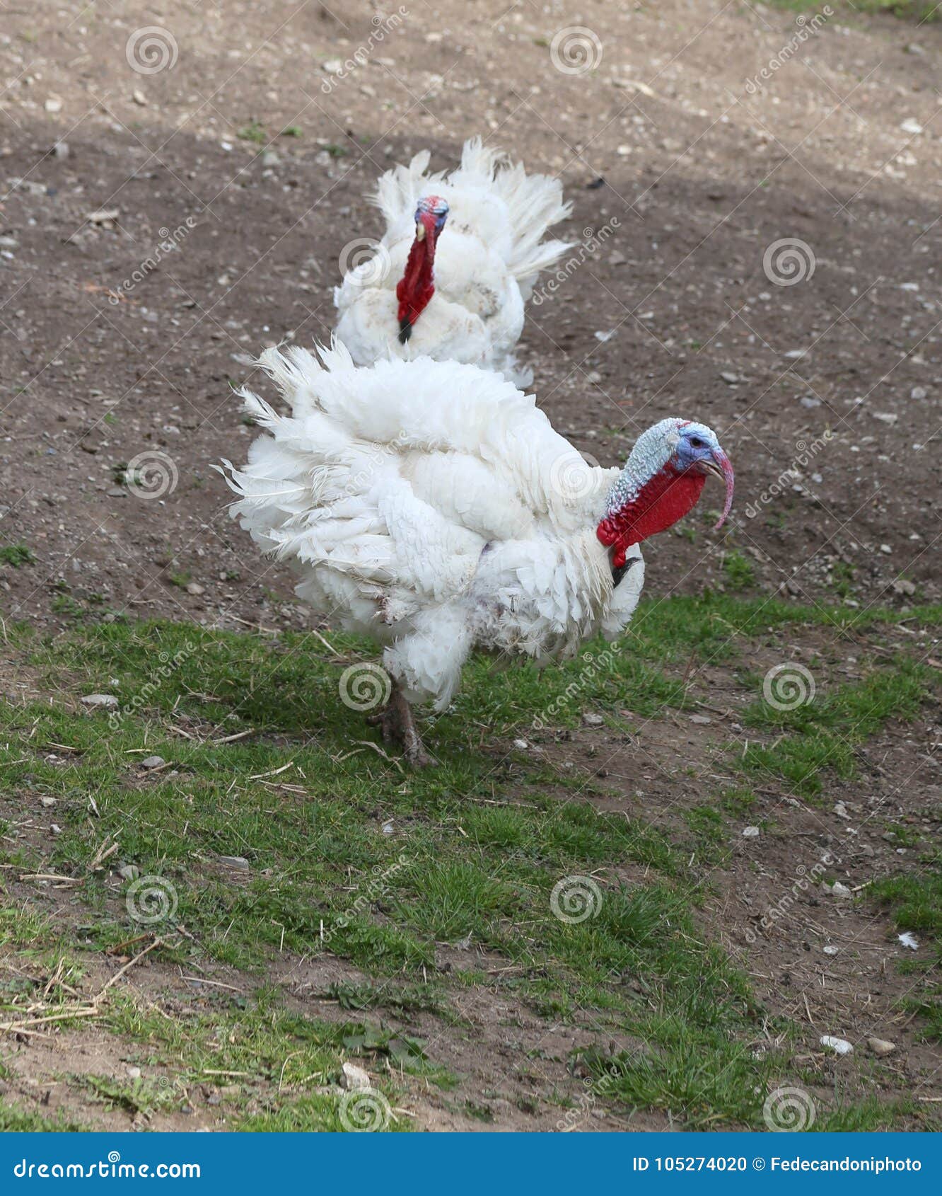 Big White Turkey in the Farm Yard Stock Photo - Image of galliformes ...