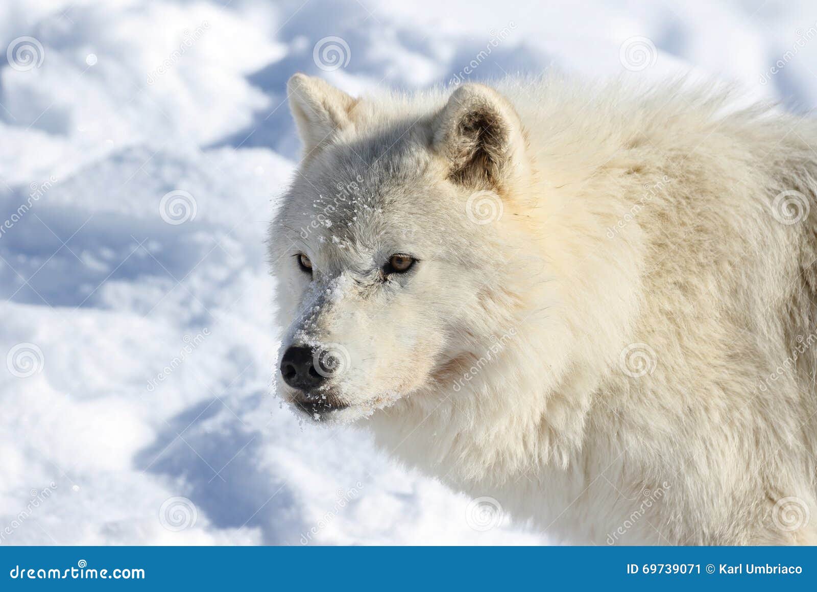 Big white wolf stock image. Image of wildlife, beauty - 69739071