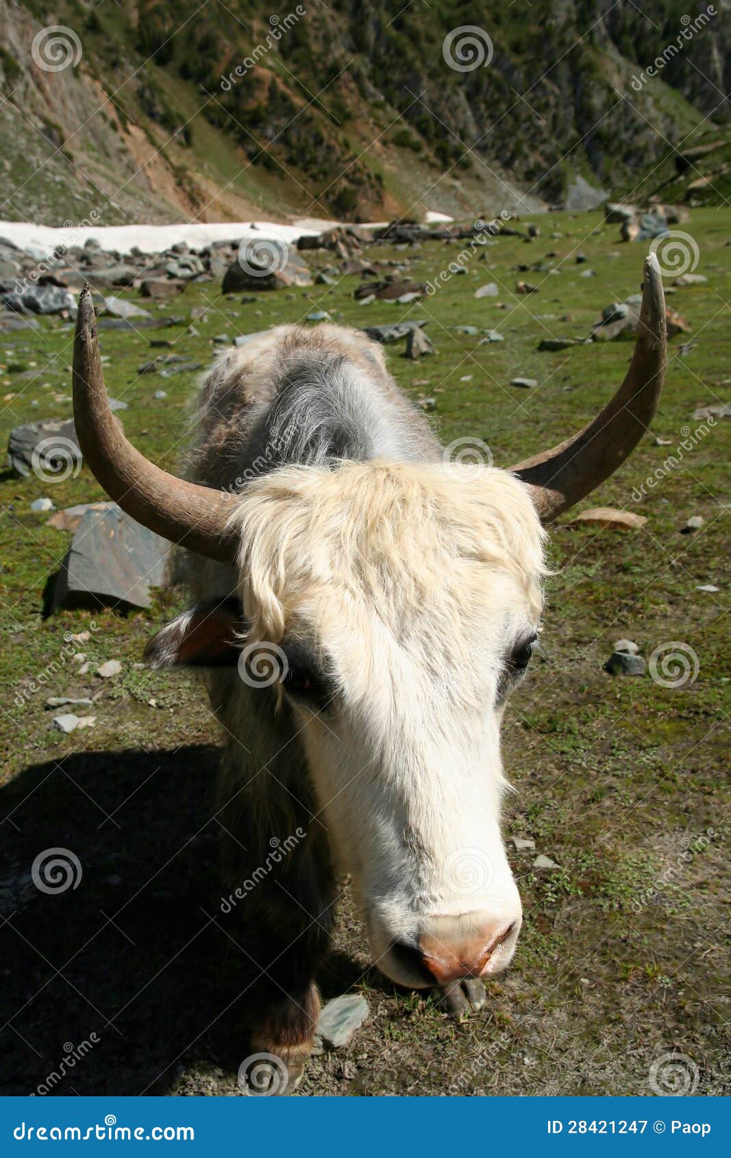 Big white Yak close up stock image. Image of feed, creature - 28421247