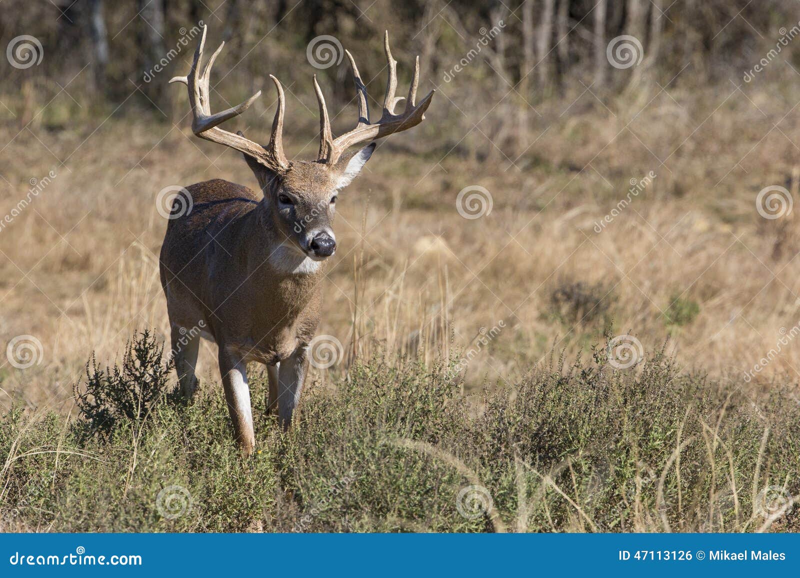 Whitetail Buck Looking Behind Stock Photography | CartoonDealer.com ...