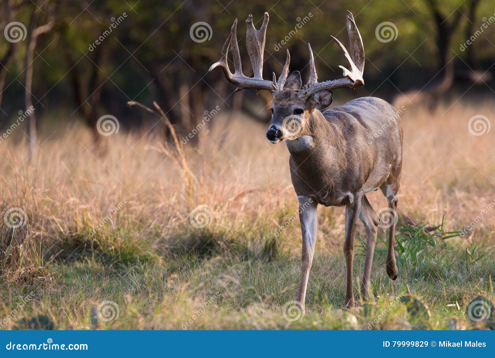 Biggest Whitetail Doe