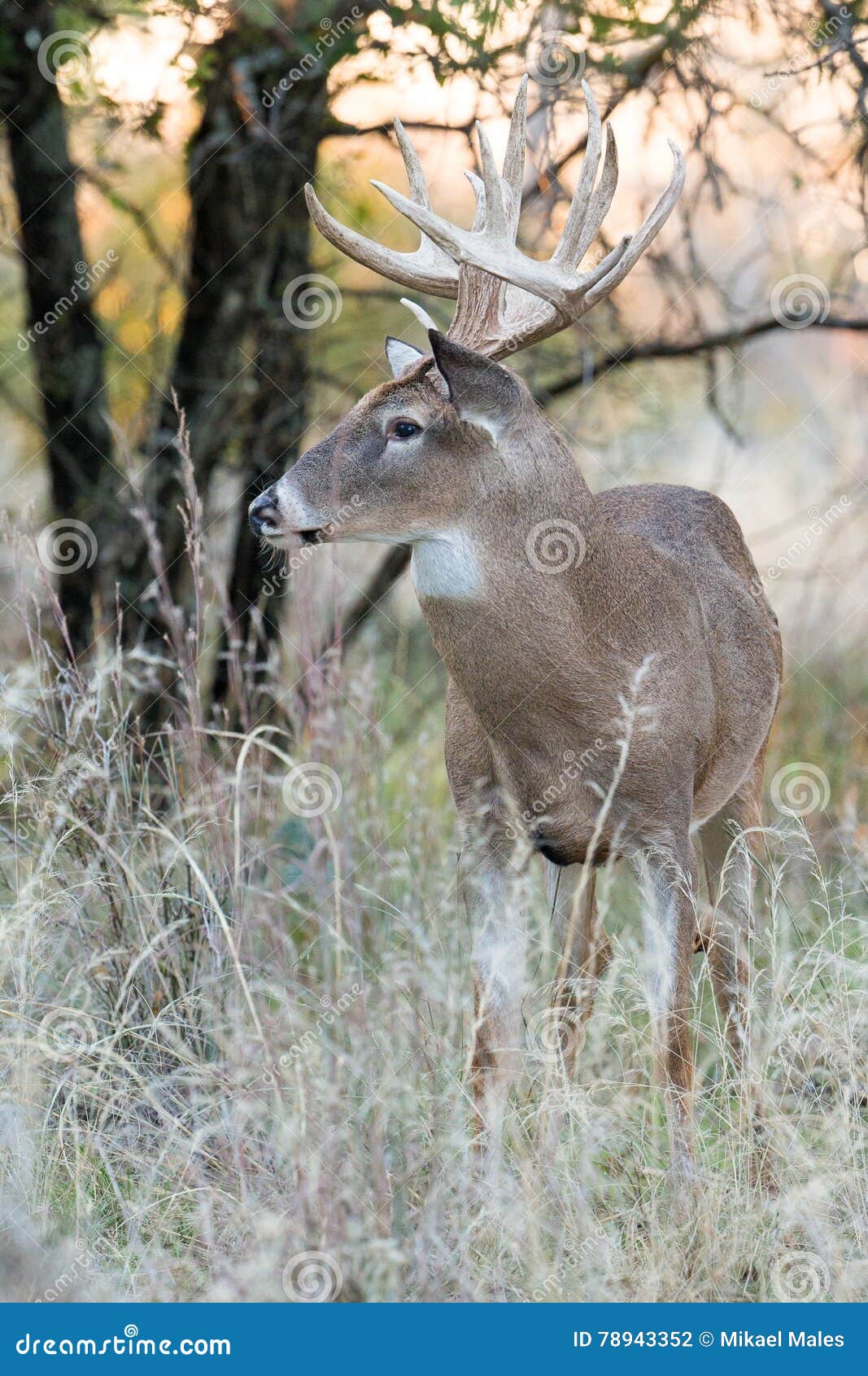 Big whitetail at sunset stock photo. Image of prowl, panting - 78943352