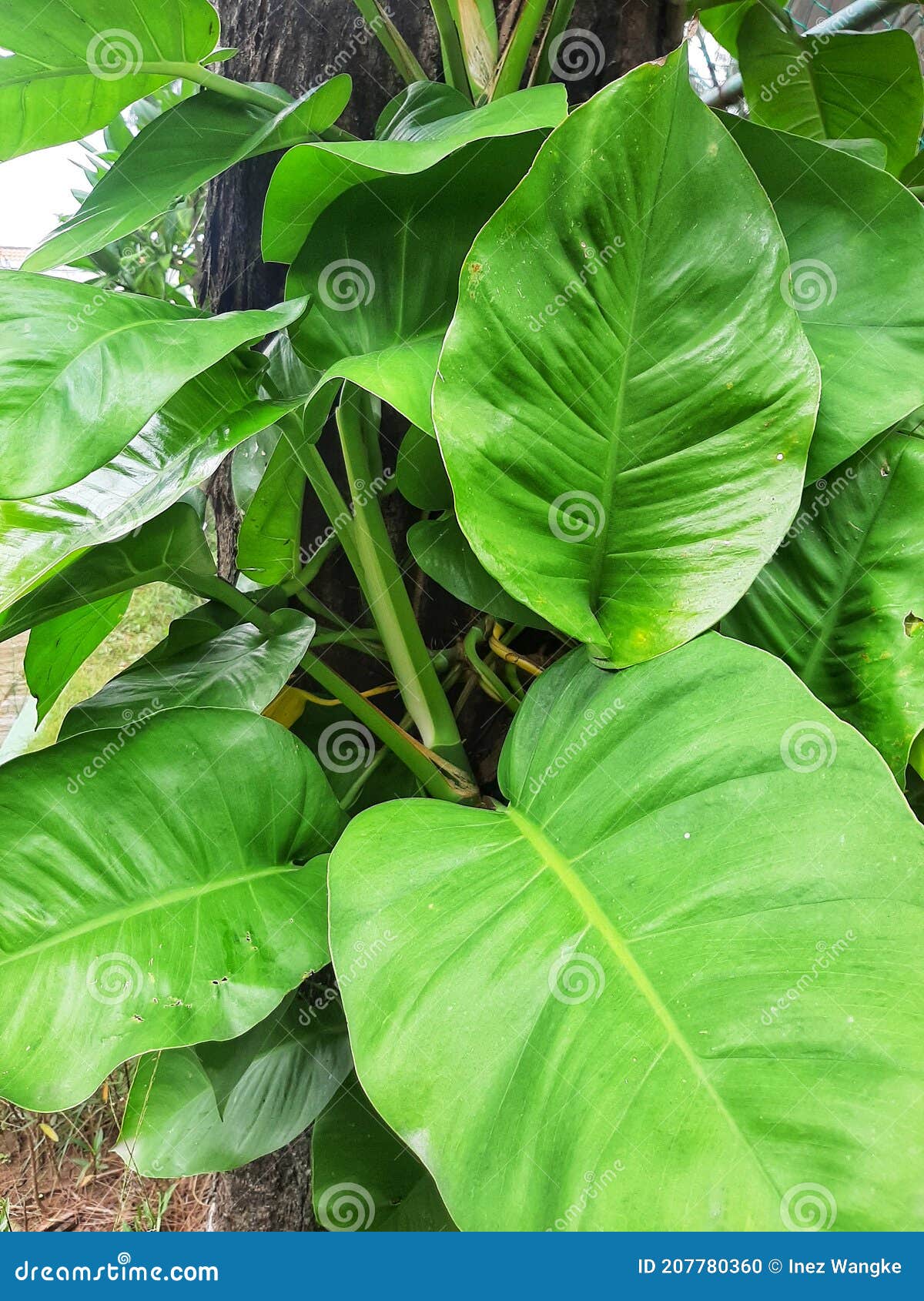 Bulky Roots Of Old Big Oak Tree In Rain Forest Royalty-Free Stock Image ...