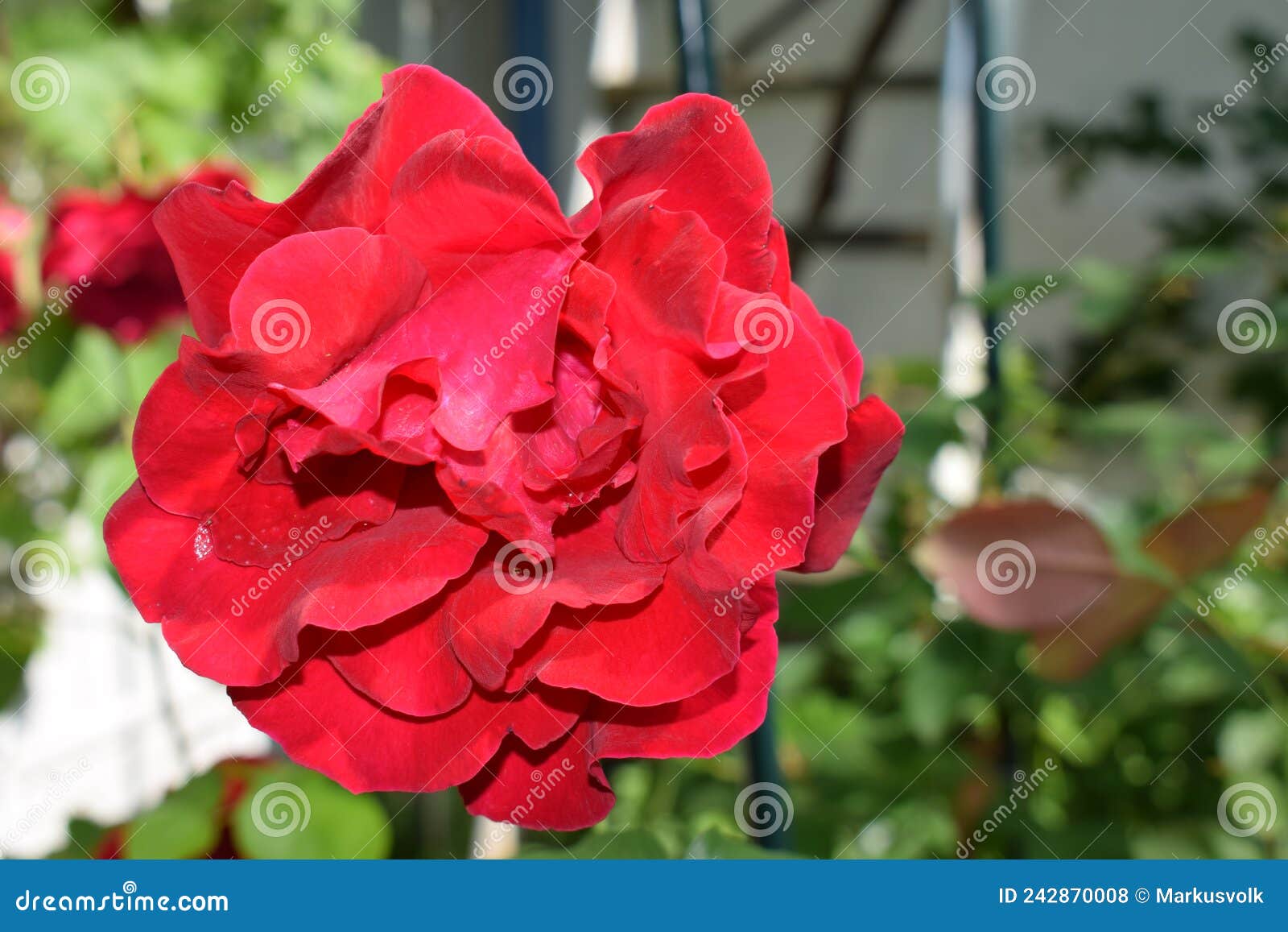 A Big Wide Open Red Rose Flower Stock Photo - Image of plant, green ...