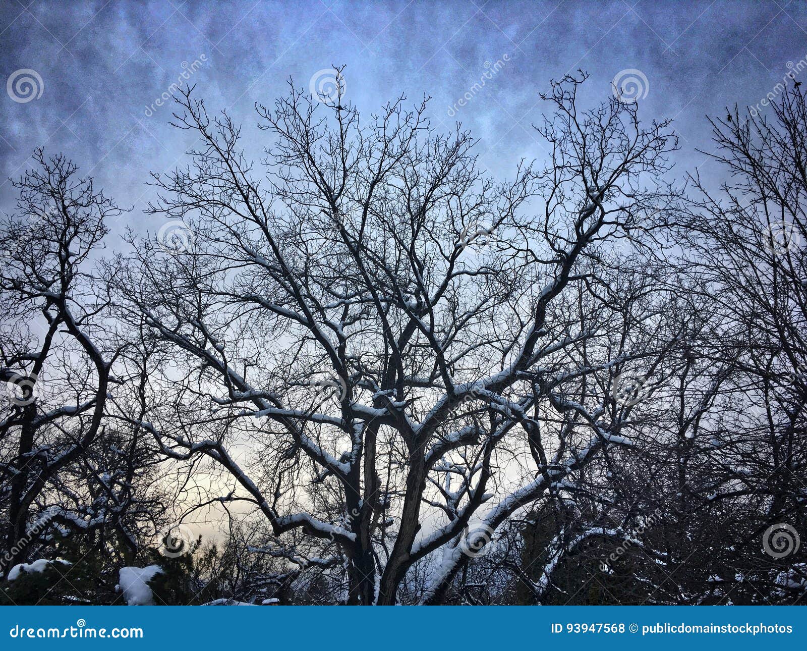 Big Wide Tree Reach Picture. Image: 93947568