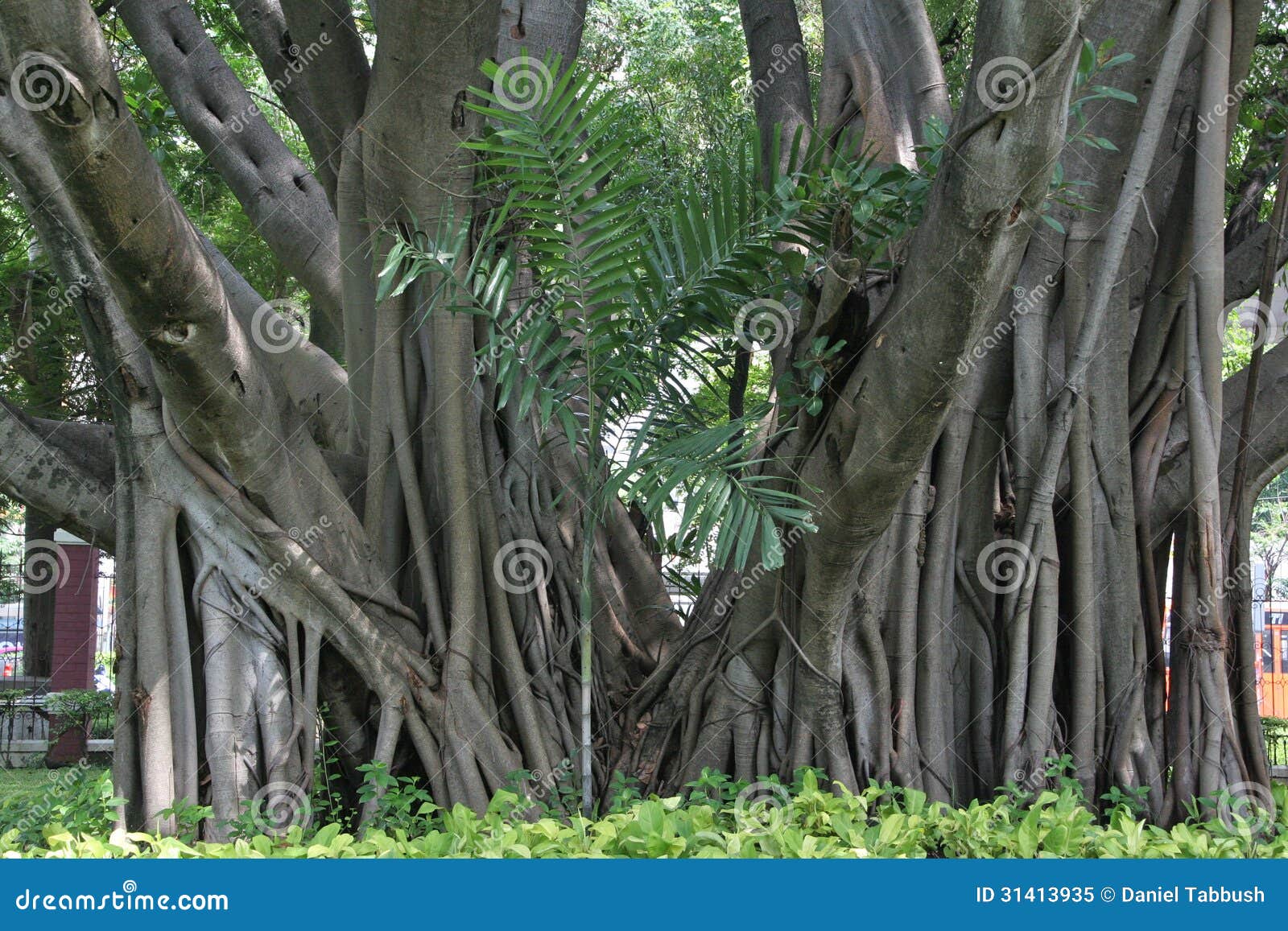Big wide tree roots stock image. Image of tropical, tree - 31413935