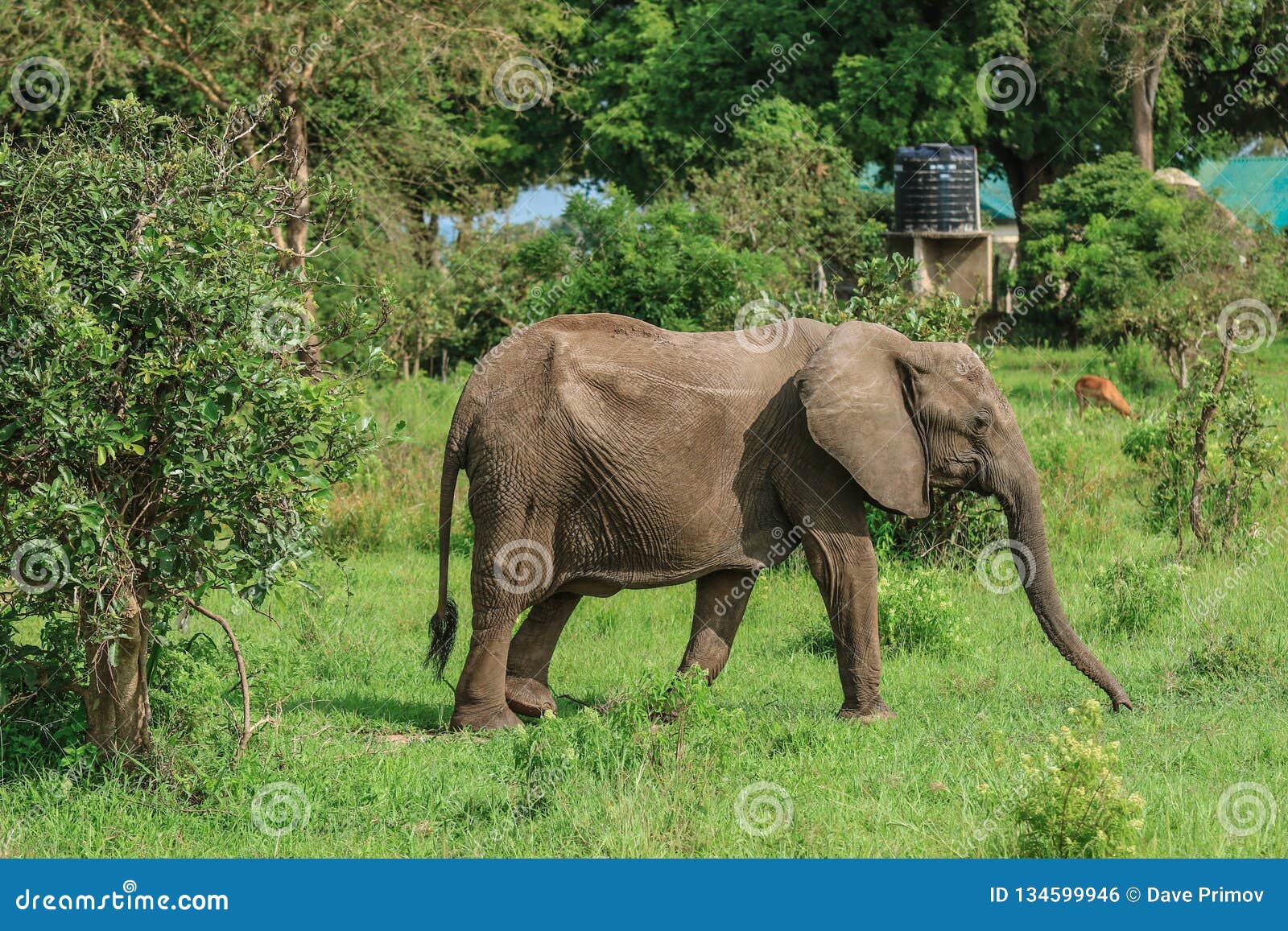 Wild African Elephants Eating Leaves Stock Photo - Image of food ... Wild African Elephants Eating Leaves Stock Photo - Image of food ...