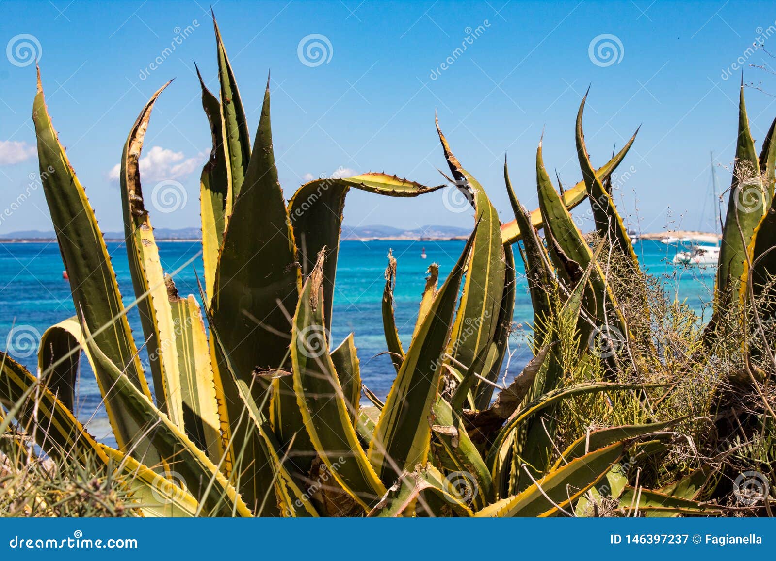 Big, Wild Agave Plant on the Beach in Formentera, Spain Stock Image ...