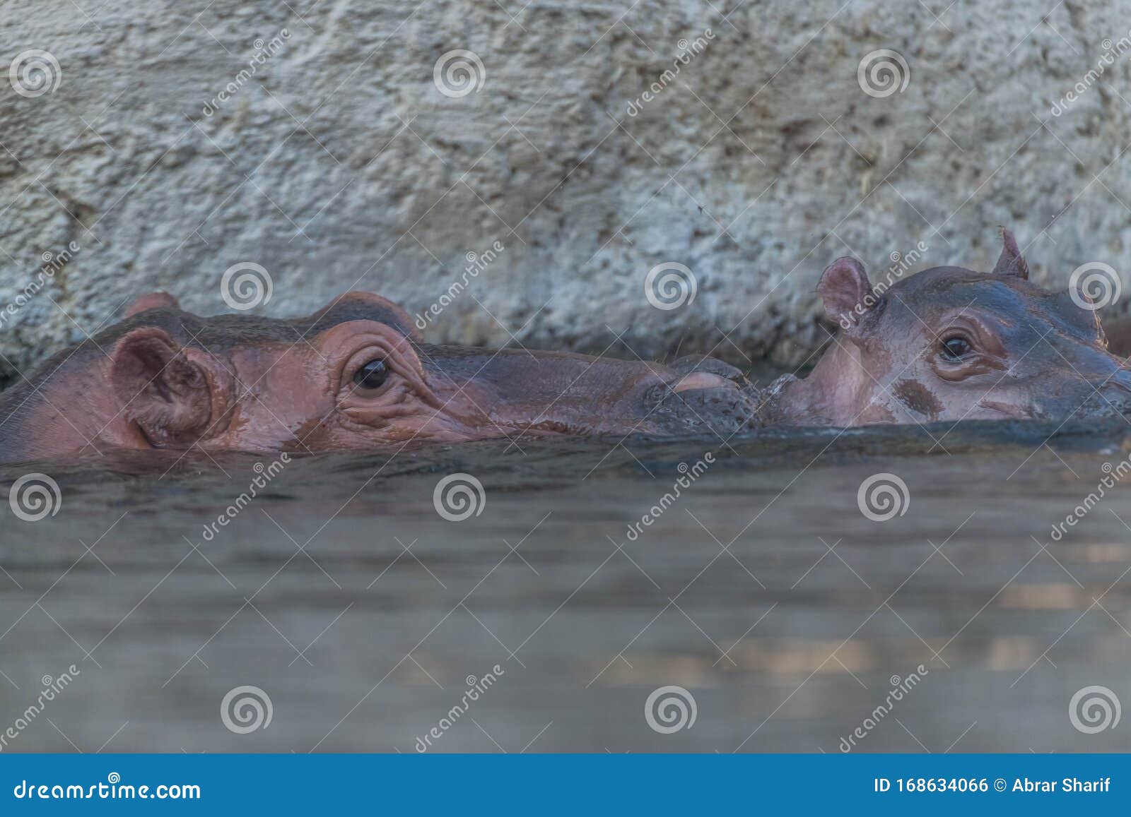 Wild Animal Hippo or Hippopotamus in a River Stock Photo - Image of ...