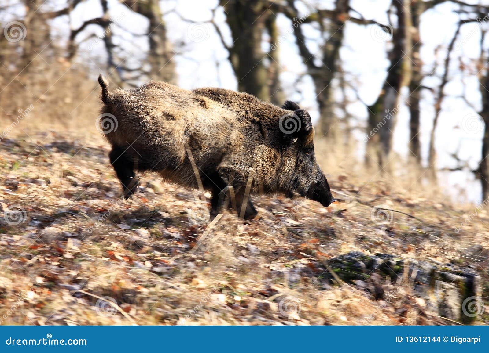 A big wild boar stock photo. Image of animal, wildlife - 13612144