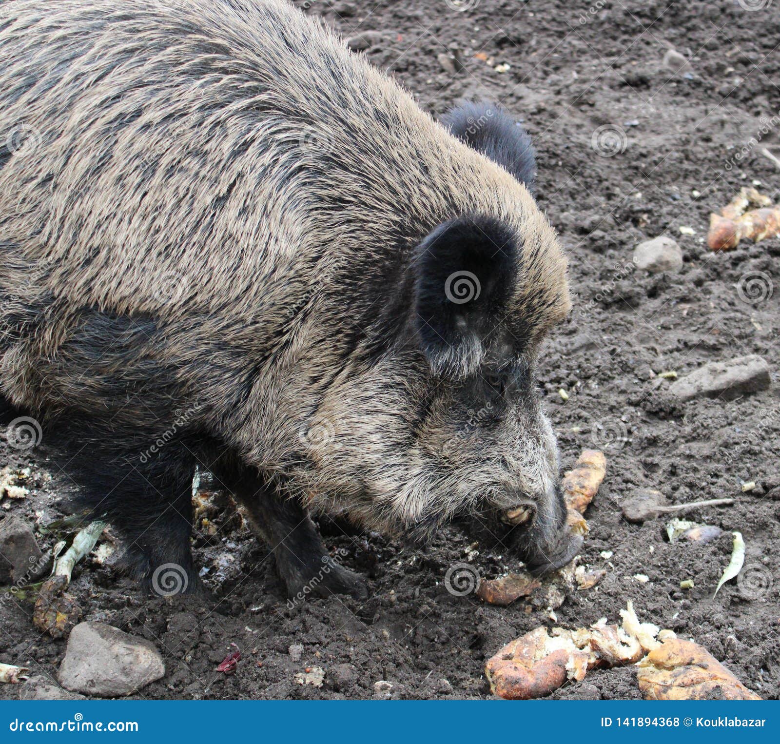 A big wild-boar stock photo. Image of eating, mammals - 141894368