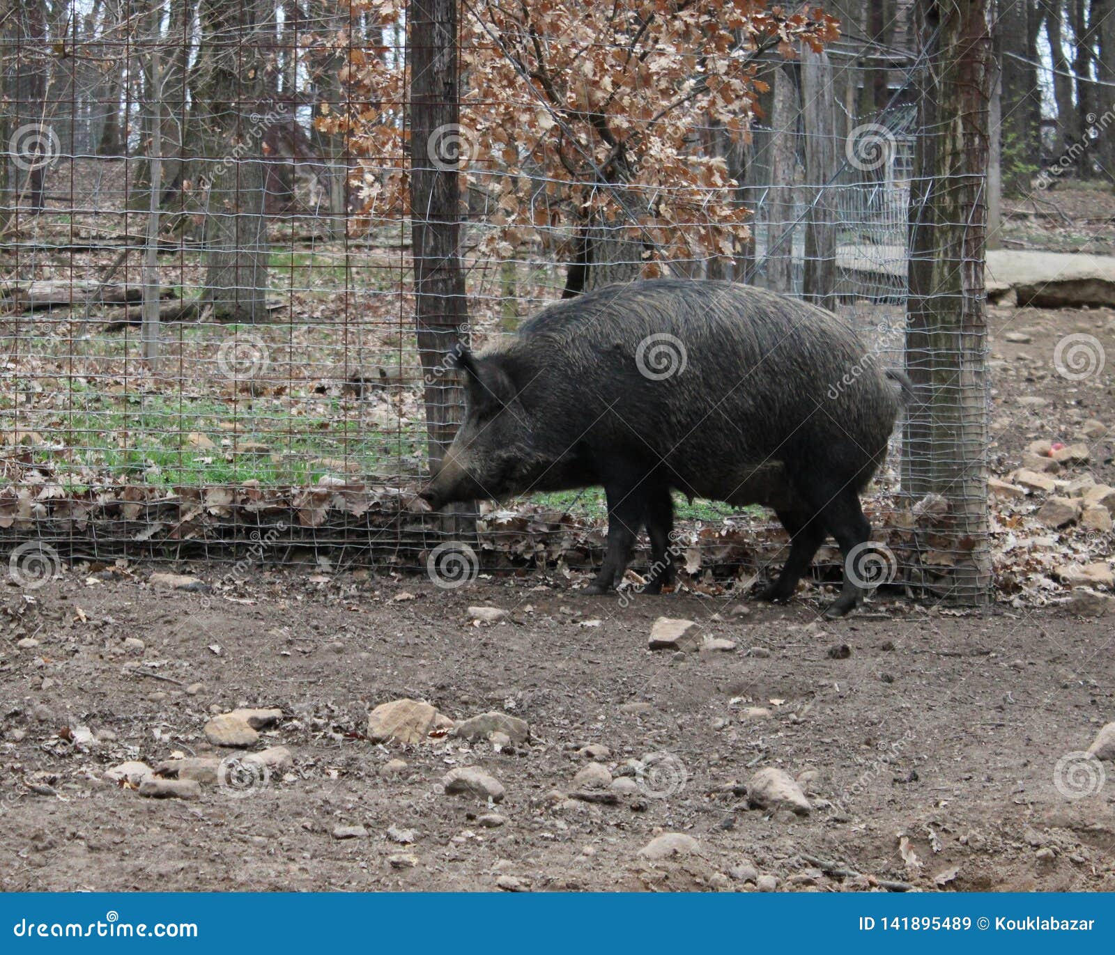 A big wild-boar stock image. Image of woods, animals - 141895489