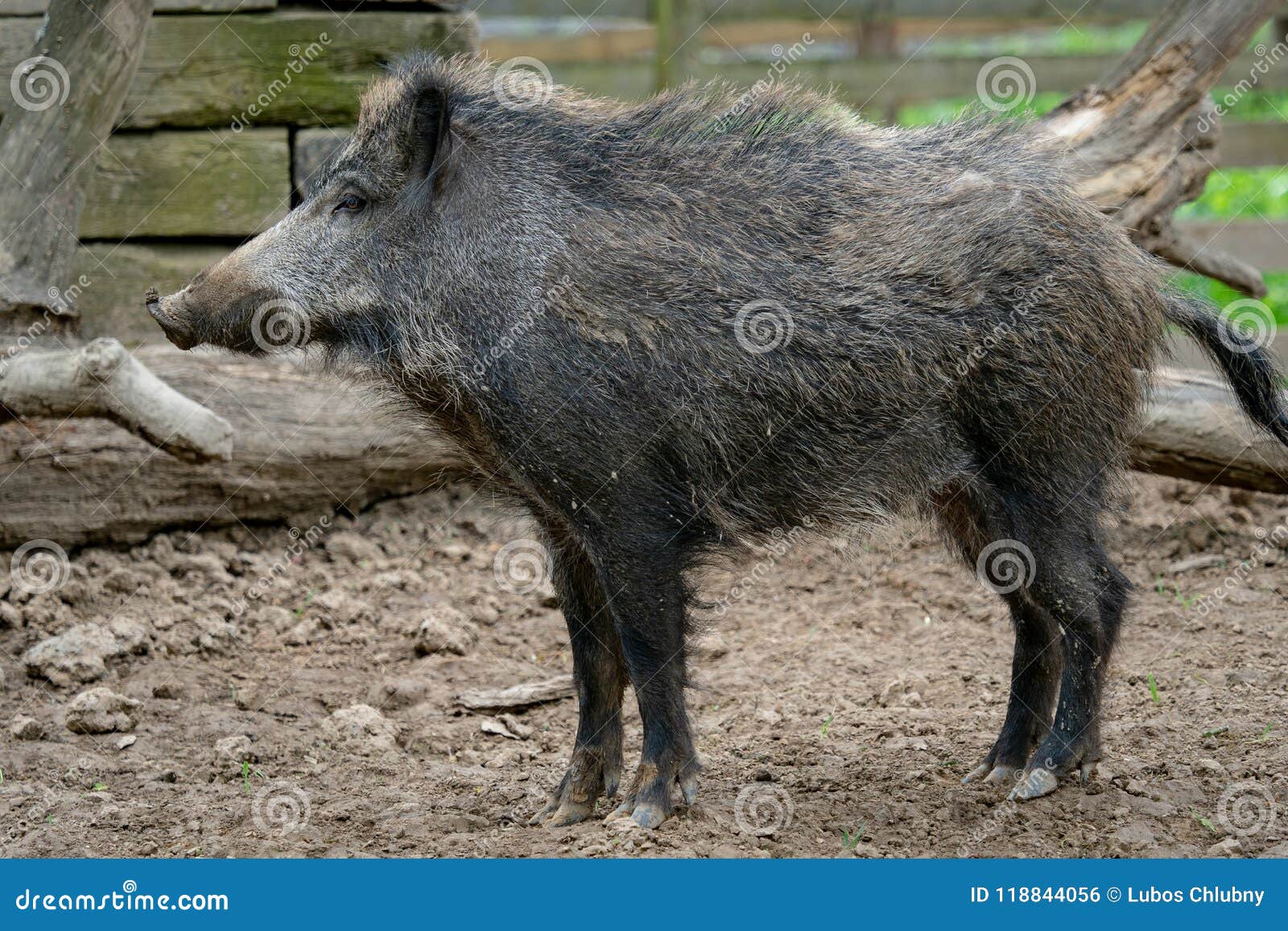 Big wild boar stock photo. Image of cold, winter, body - 118844056