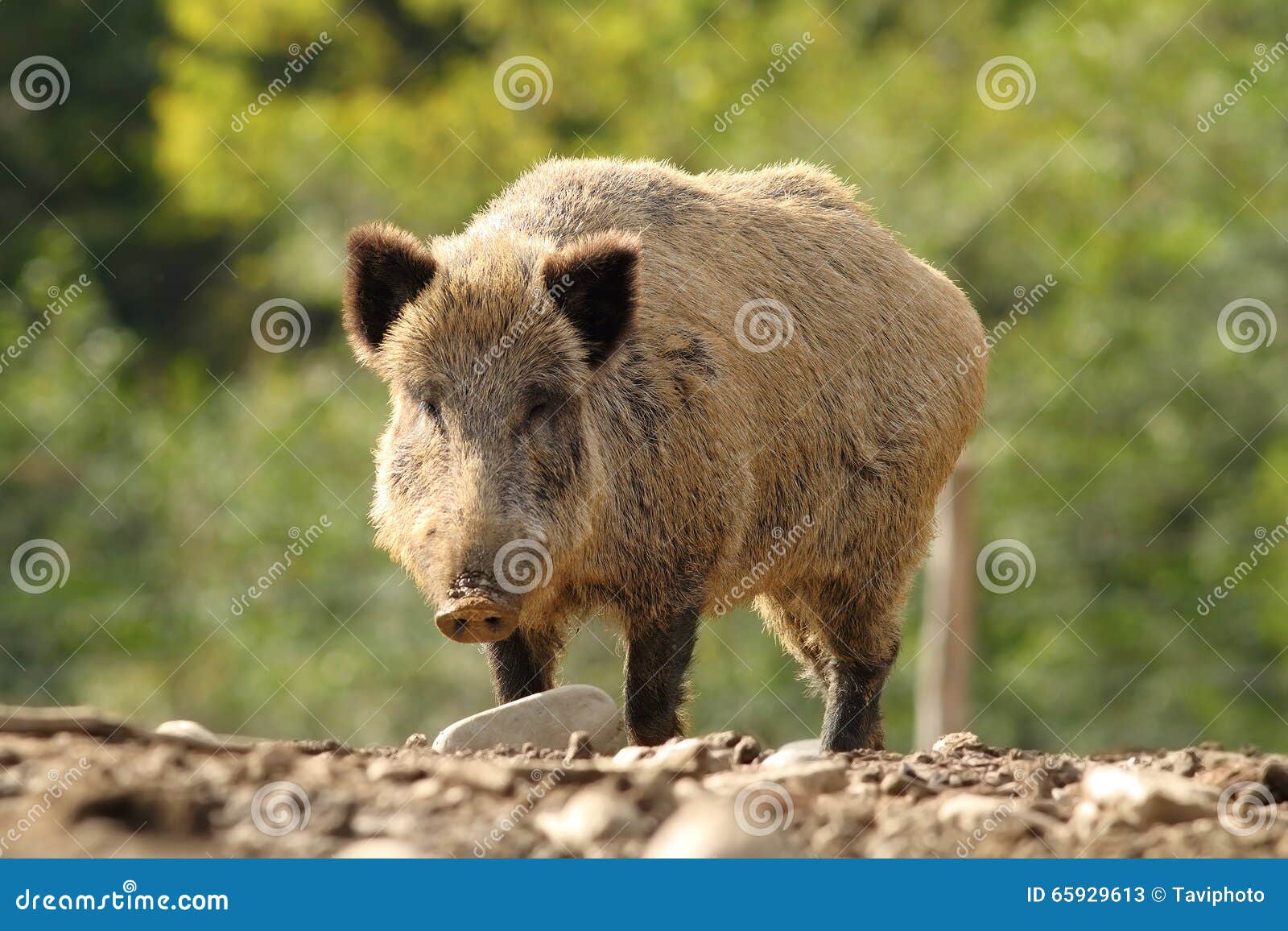 Big wild boar in a glade stock image. Image of environment - 65929613