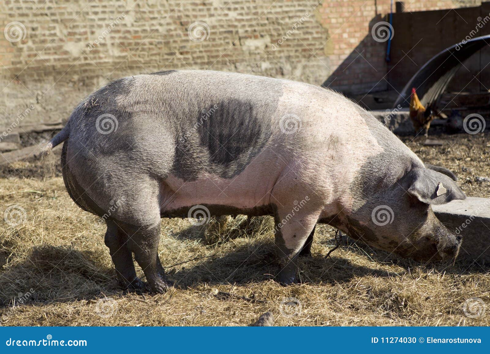 Big Wild Boar at Local Farm Stock Photo - Image of boar, white: 11274030