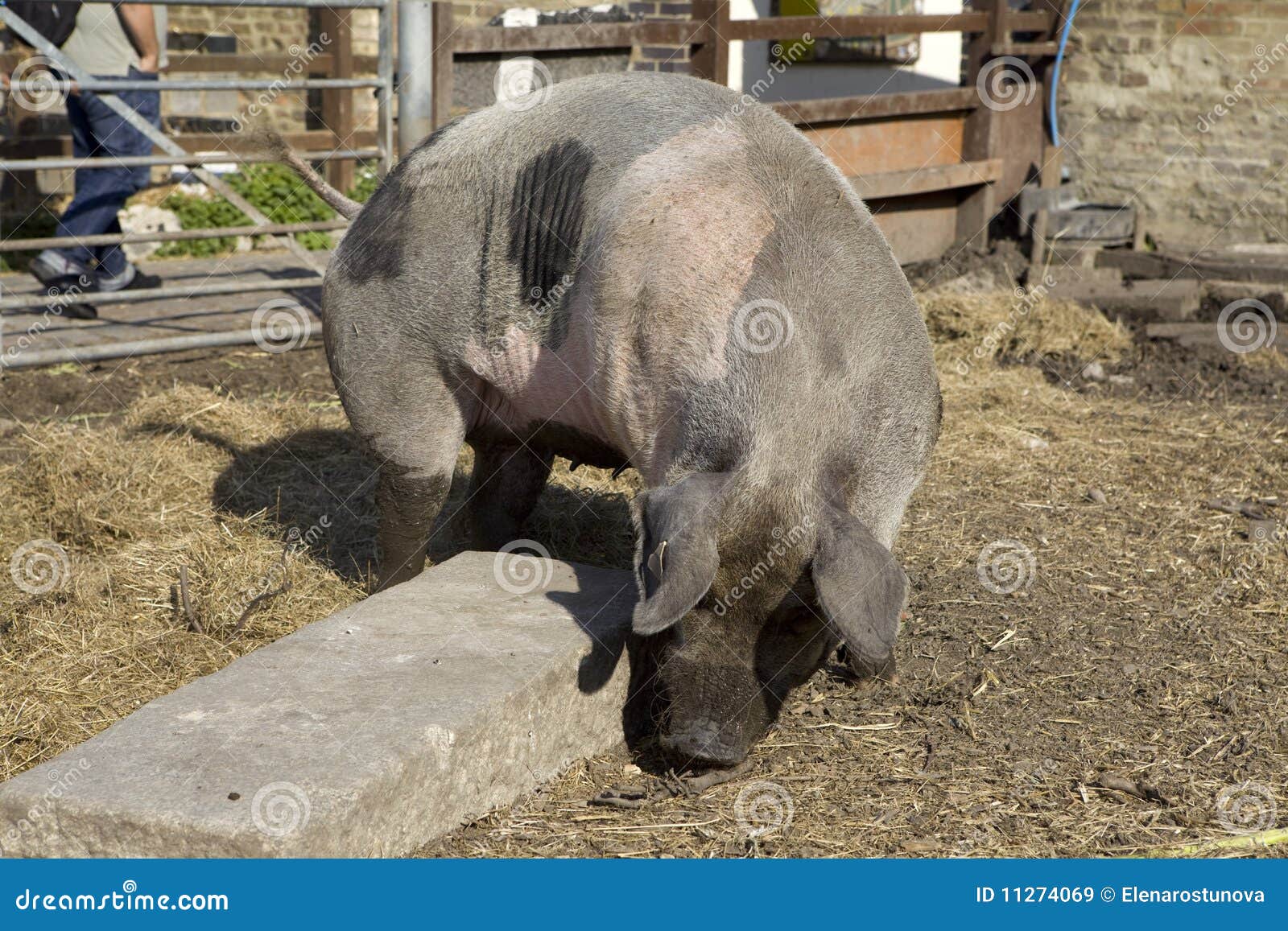 Big Wild Boar at Local Farm Stock Image - Image of boar, standing: 11274069